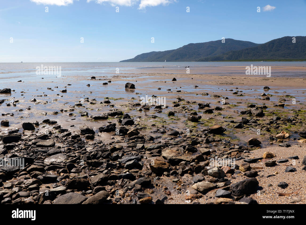 Birds of far north queensland hi-res stock photography and images - Alamy