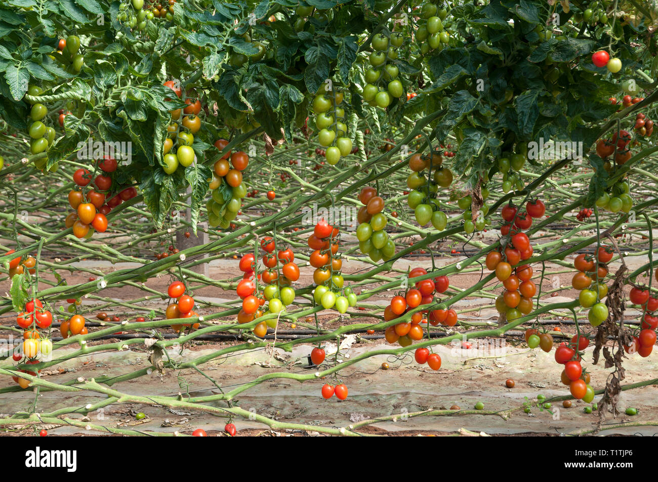 Trailing tomatoes hi-res stock photography and images - Alamy