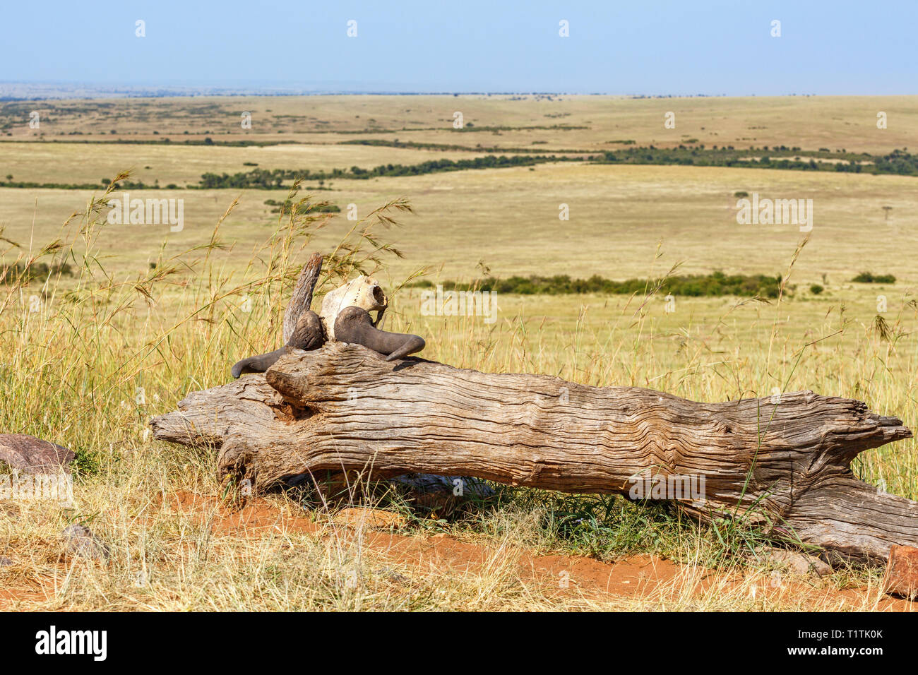 Skull with big horns on a tree log in a beautiful savanna landscape ...