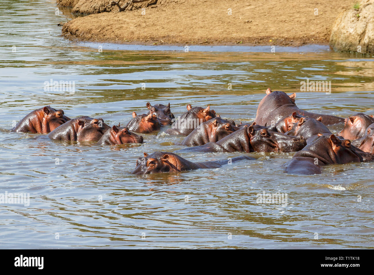Hippos taking a bath in the river Stock Photo - Alamy