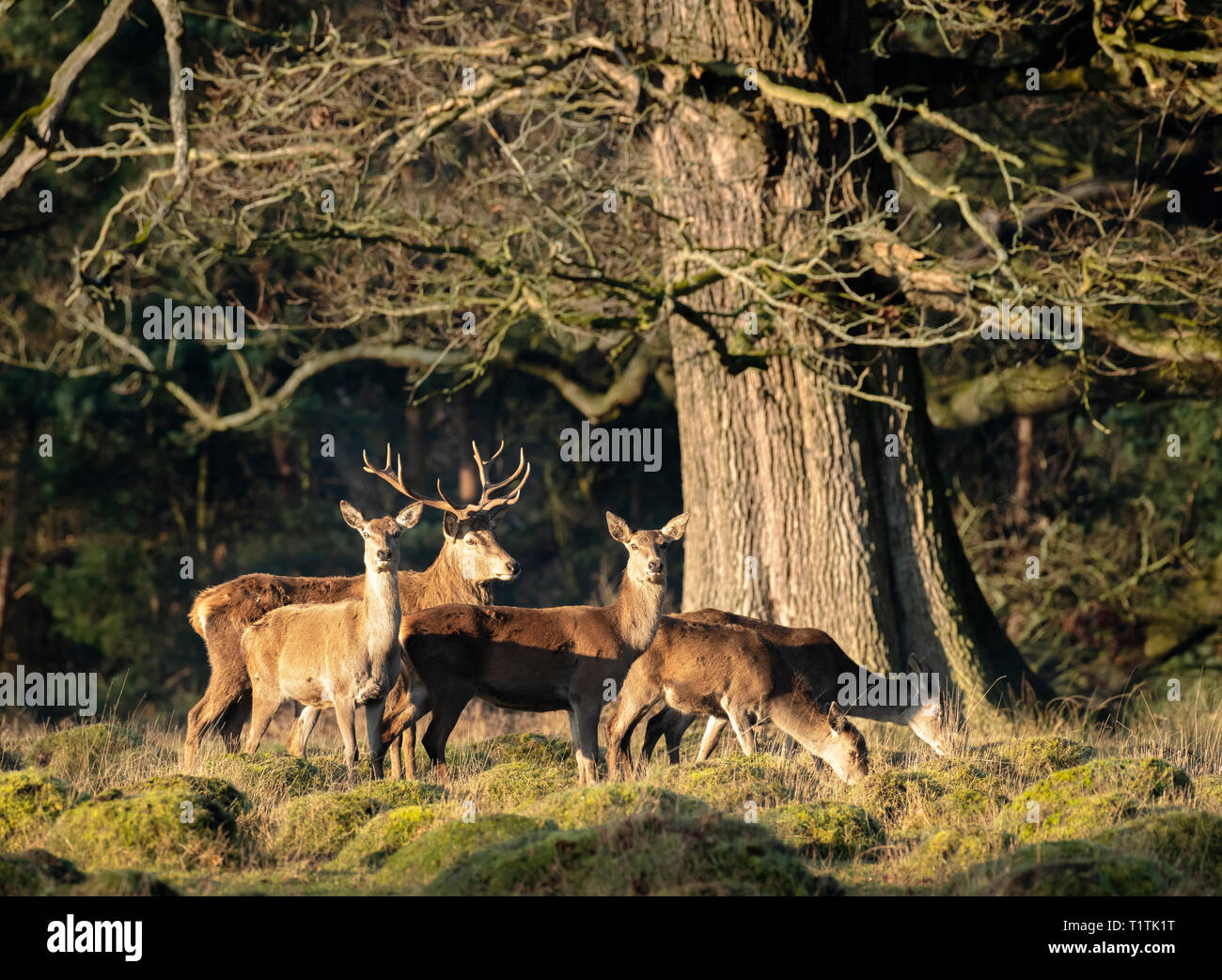 Berkeley Deer Park High Resolution Stock Photography and Images - Alamy