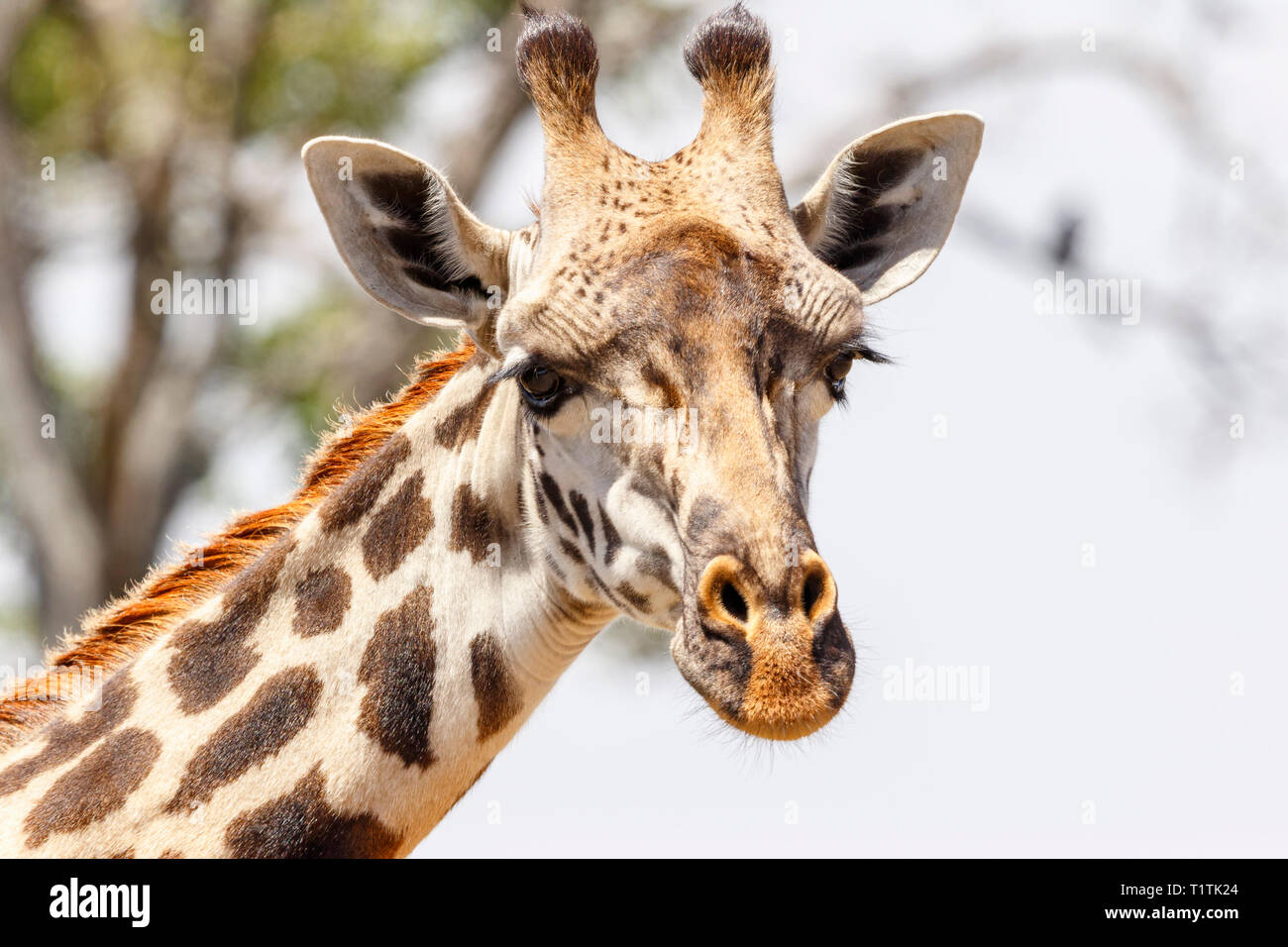 Giraffe Nose High Resolution Stock Photography and Images - Alamy