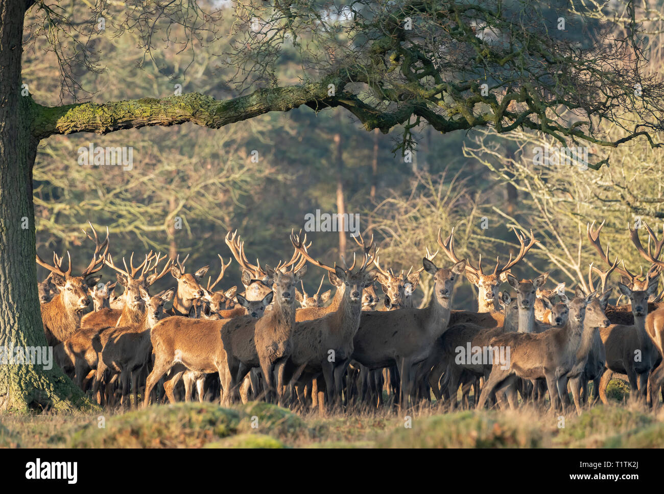 Herd of Red Deer and Hinds at Berkeley Deer Park Stock Photo - Alamy