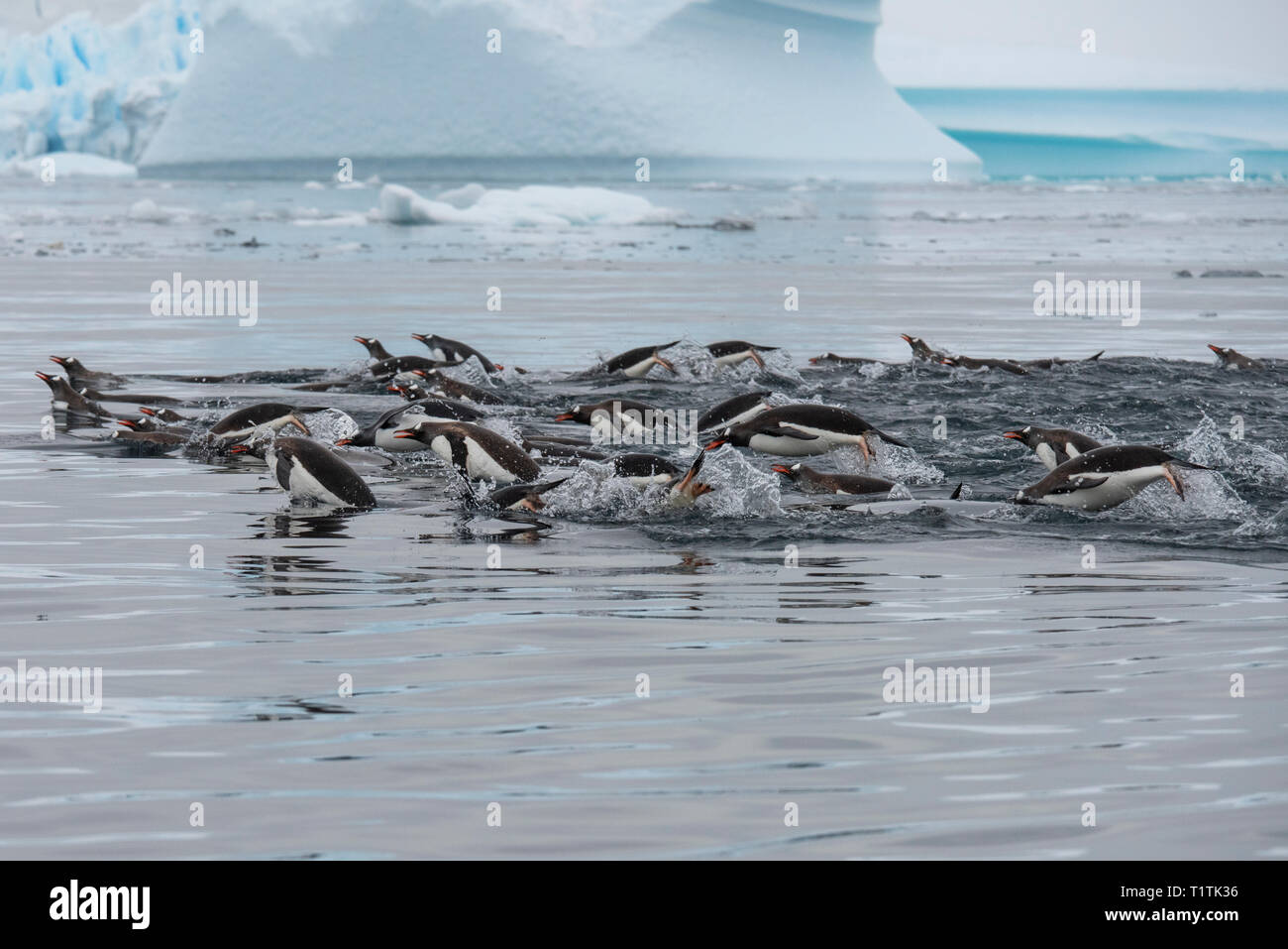 Charcot island hi-res stock photography and images - Alamy