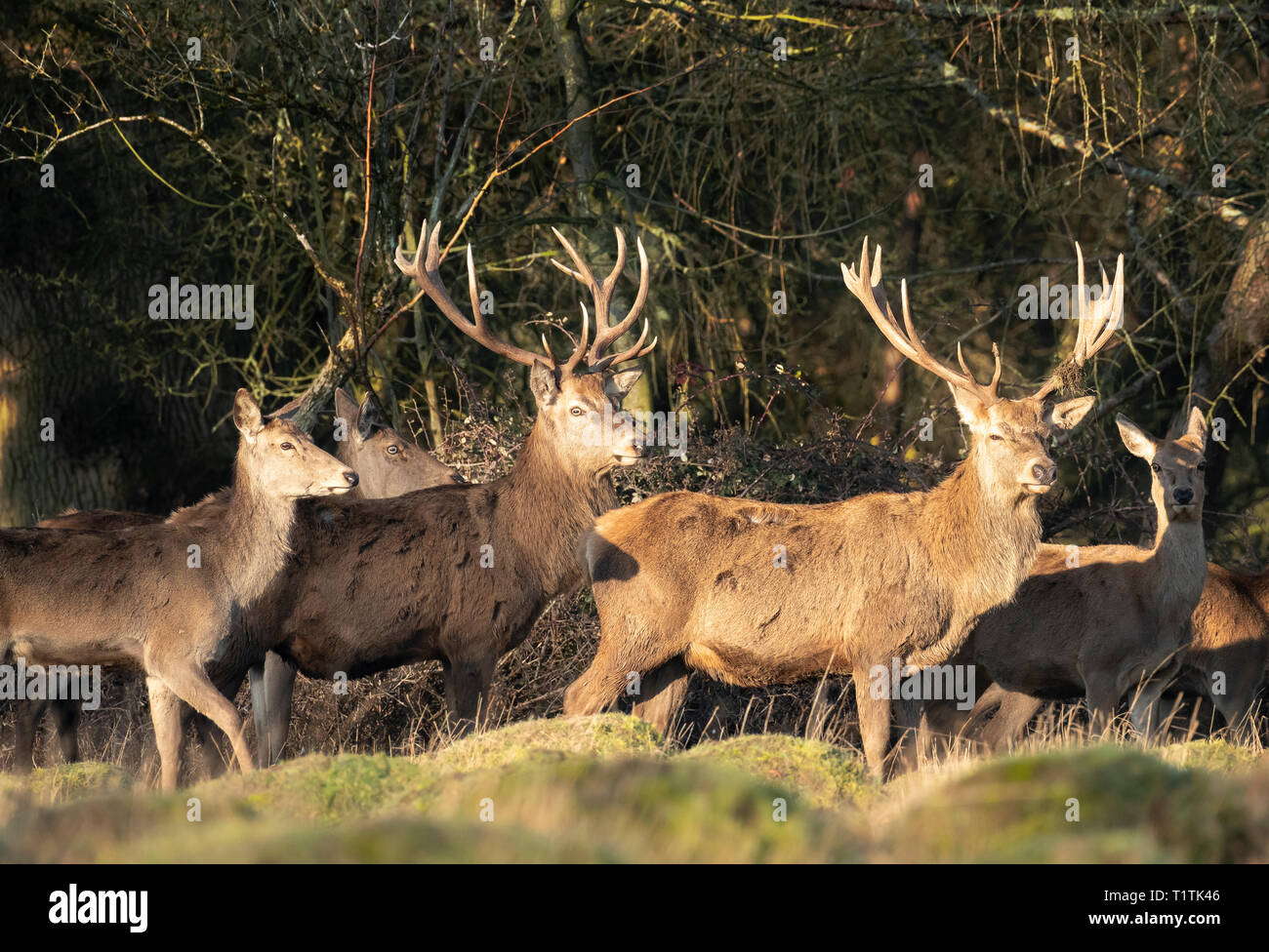 Berkeley Deer Park High Resolution Stock Photography and Images - Alamy
