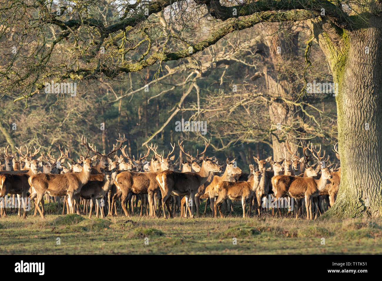 Berkeley Deer Park High Resolution Stock Photography and Images - Alamy