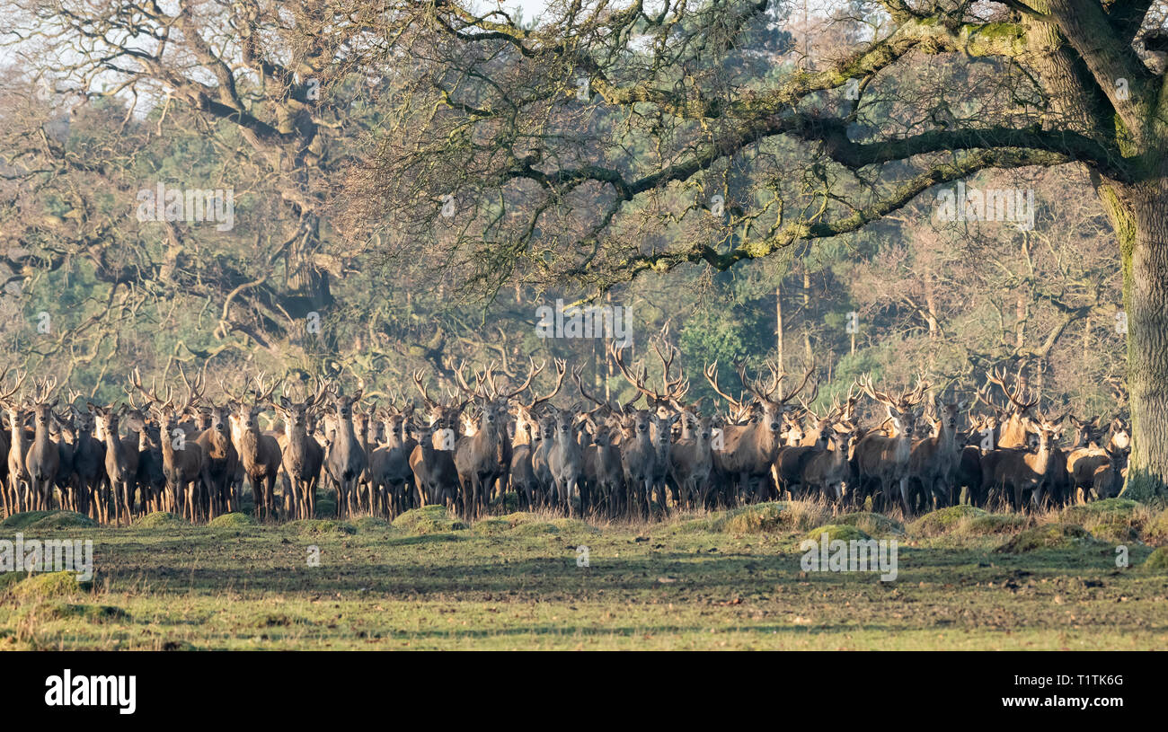 Berkeley Deer Park High Resolution Stock Photography and Images - Alamy