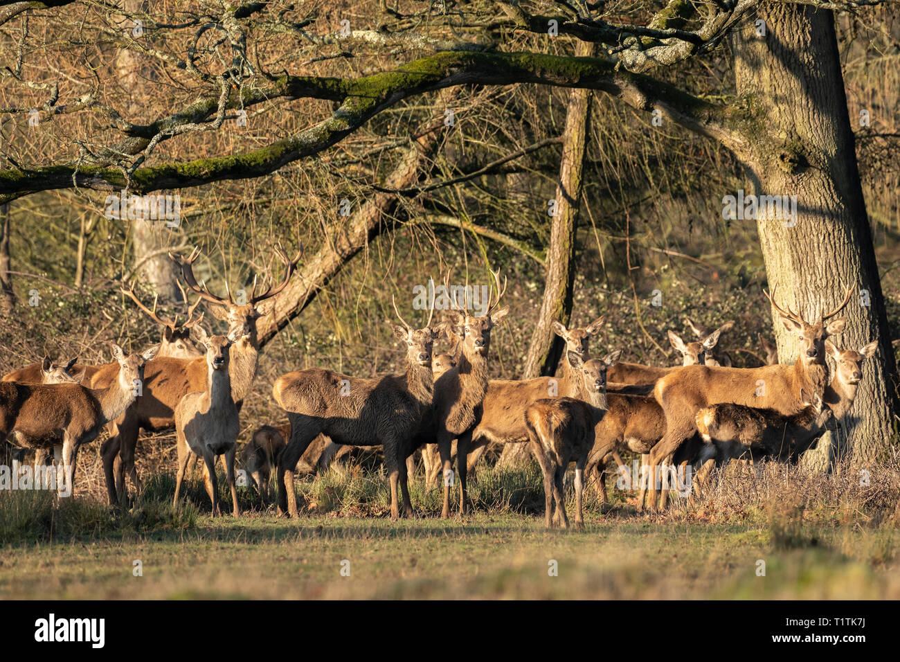 Berkeley Deer Park High Resolution Stock Photography and Images - Alamy
