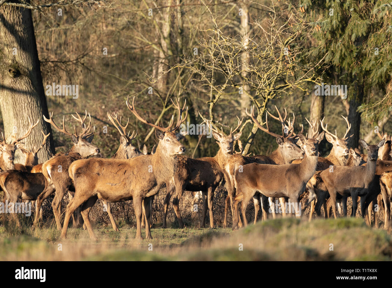 Berkeley Deer Park High Resolution Stock Photography and Images - Alamy