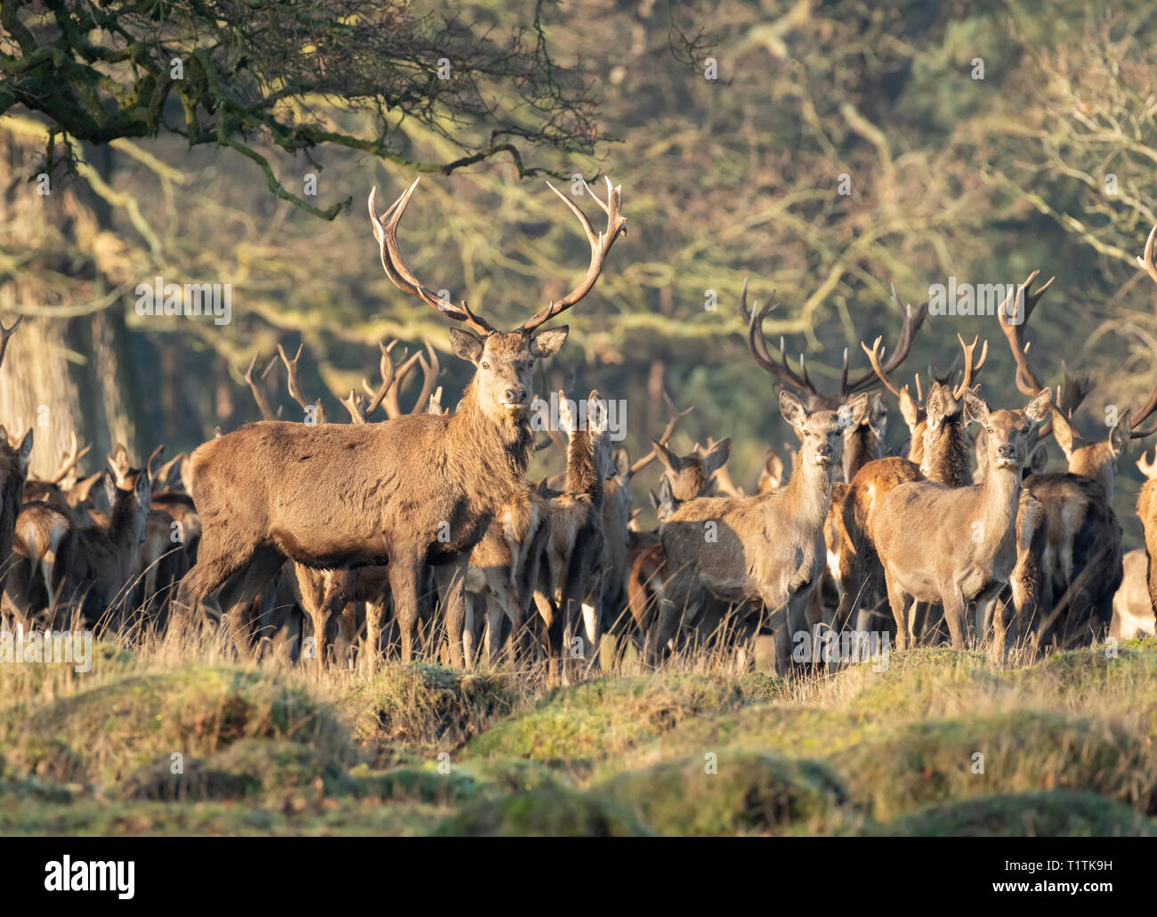 Berkeley Deer Park High Resolution Stock Photography and Images - Alamy