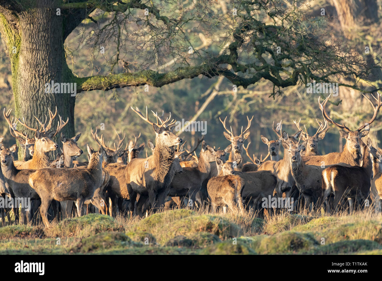 Berkeley Deer Park High Resolution Stock Photography and Images - Alamy