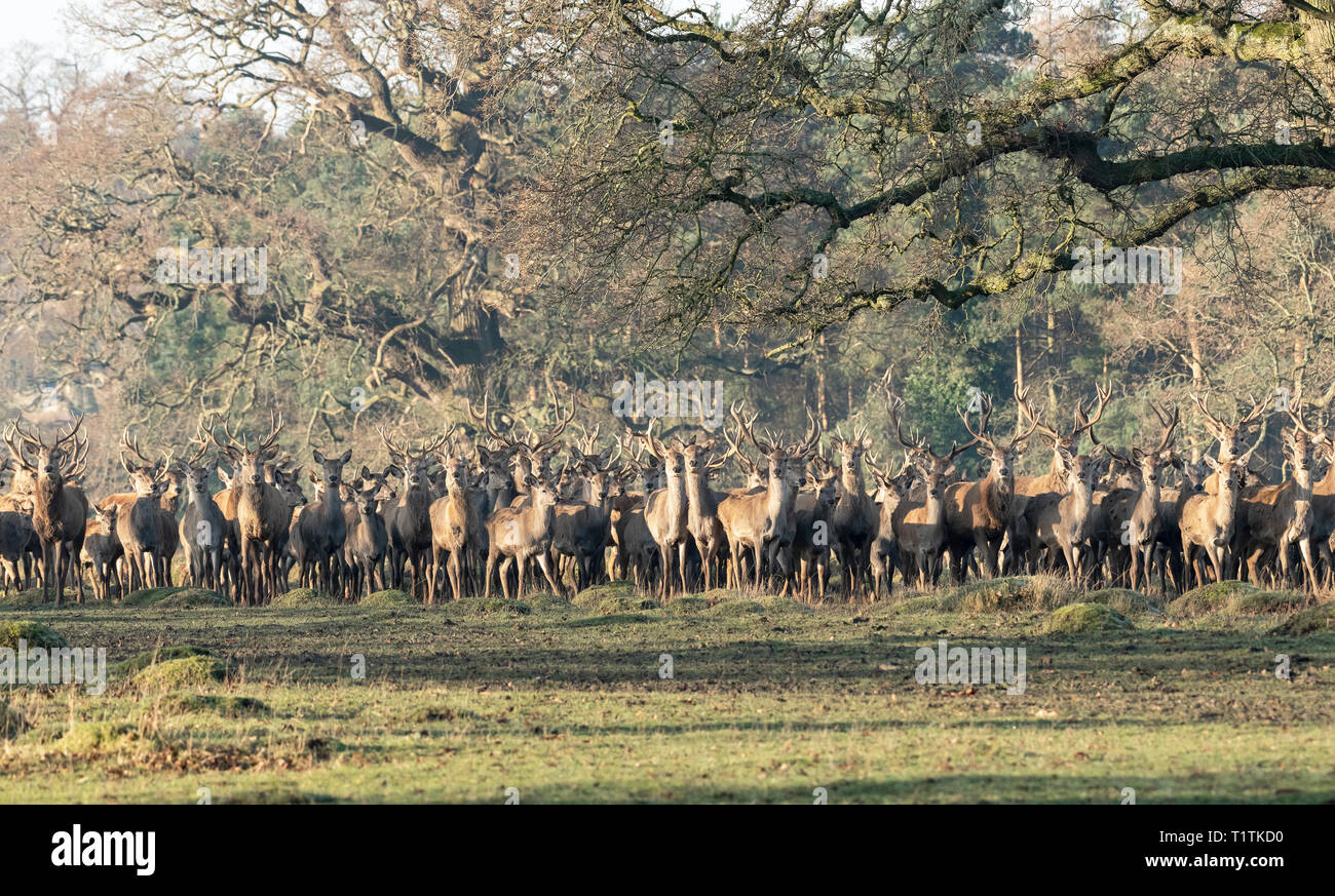 Berkeley Deer Park High Resolution Stock Photography and Images - Alamy