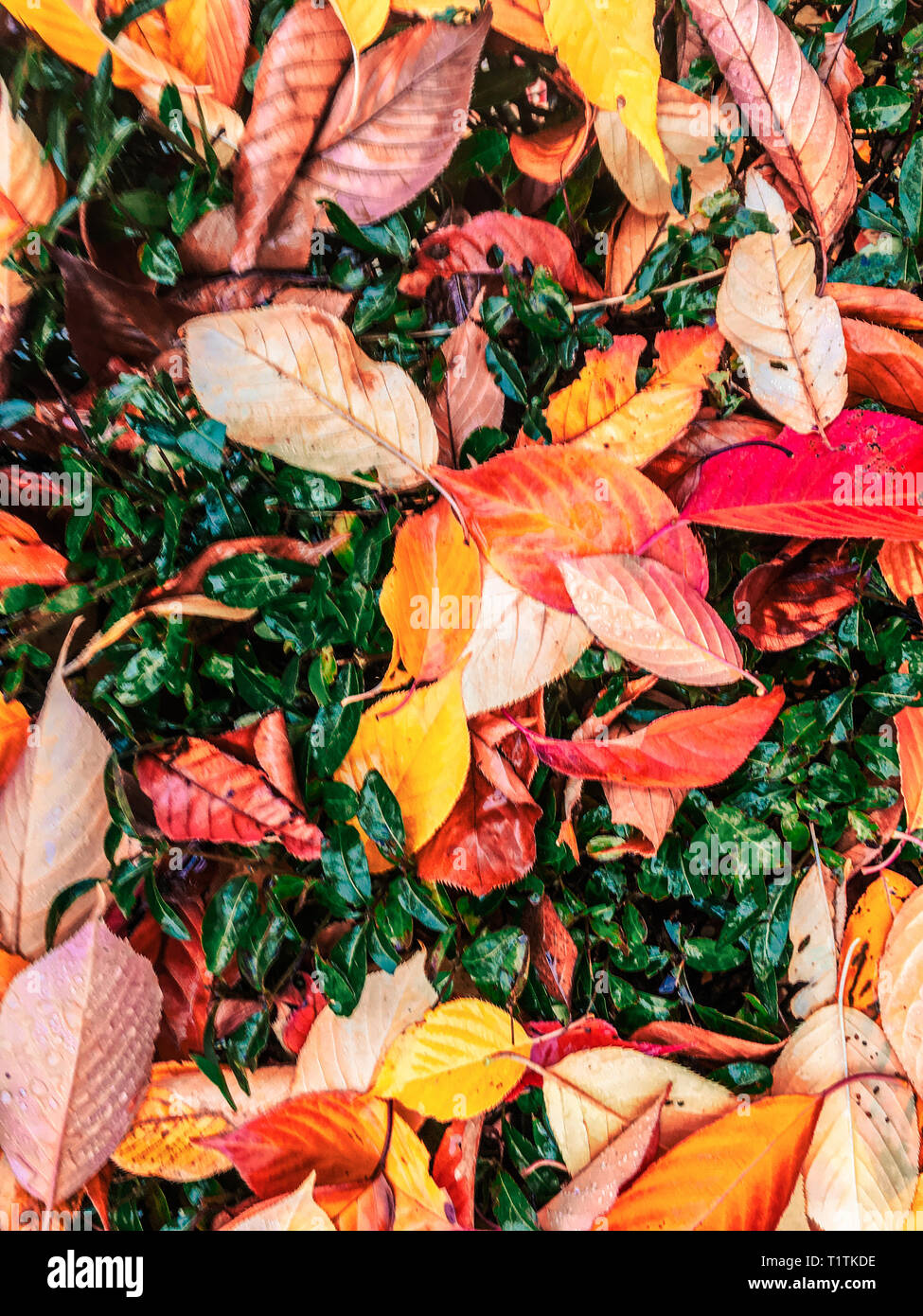 Fall season, weather and environment concept - Autumn leaves and trees ...