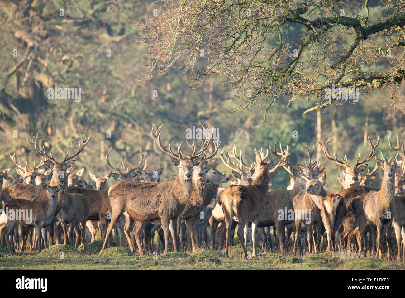 Berkeley Deer Park High Resolution Stock Photography and Images - Alamy