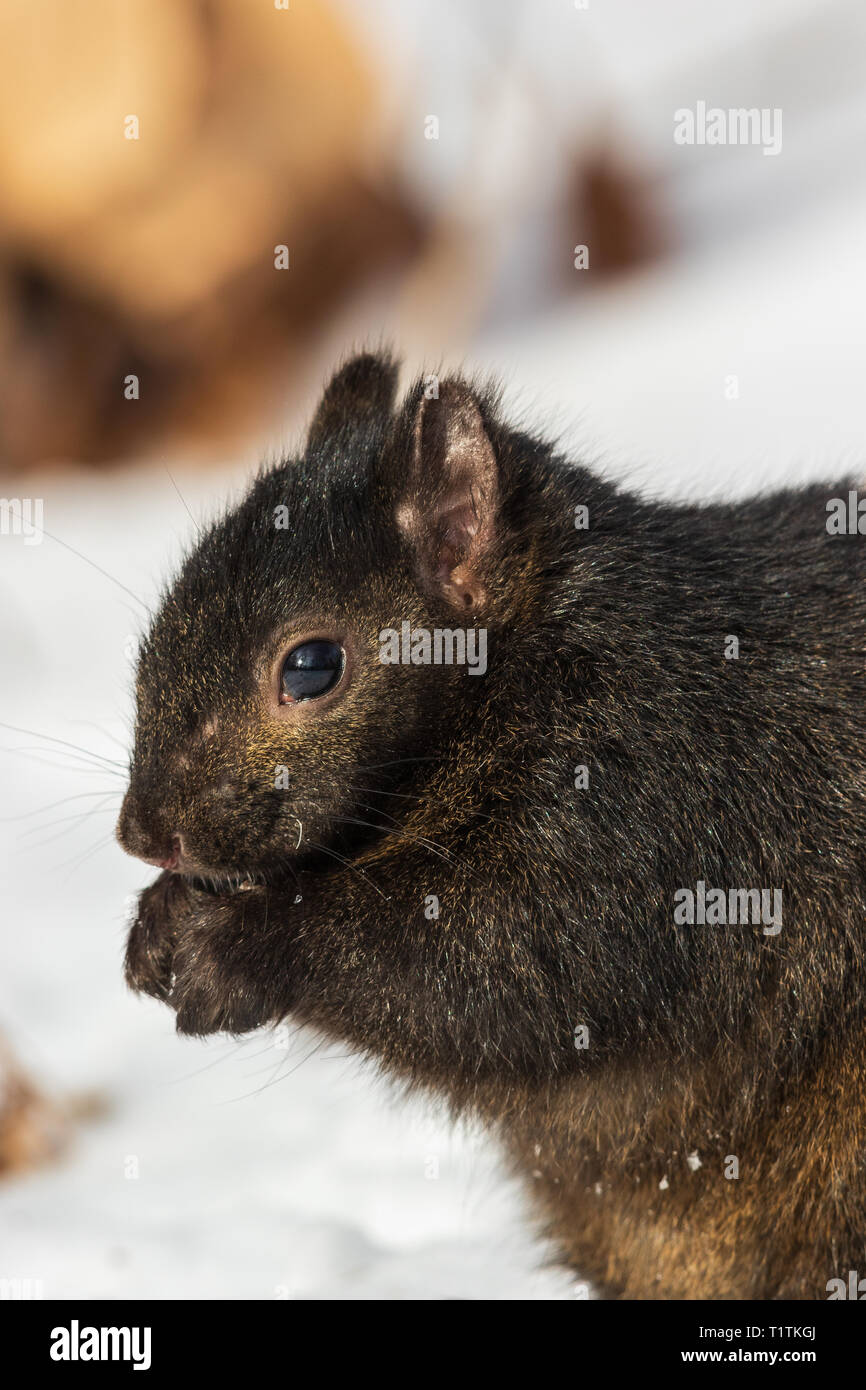 Melanistic eastern grey squirrel hi-res stock photography and images ...
