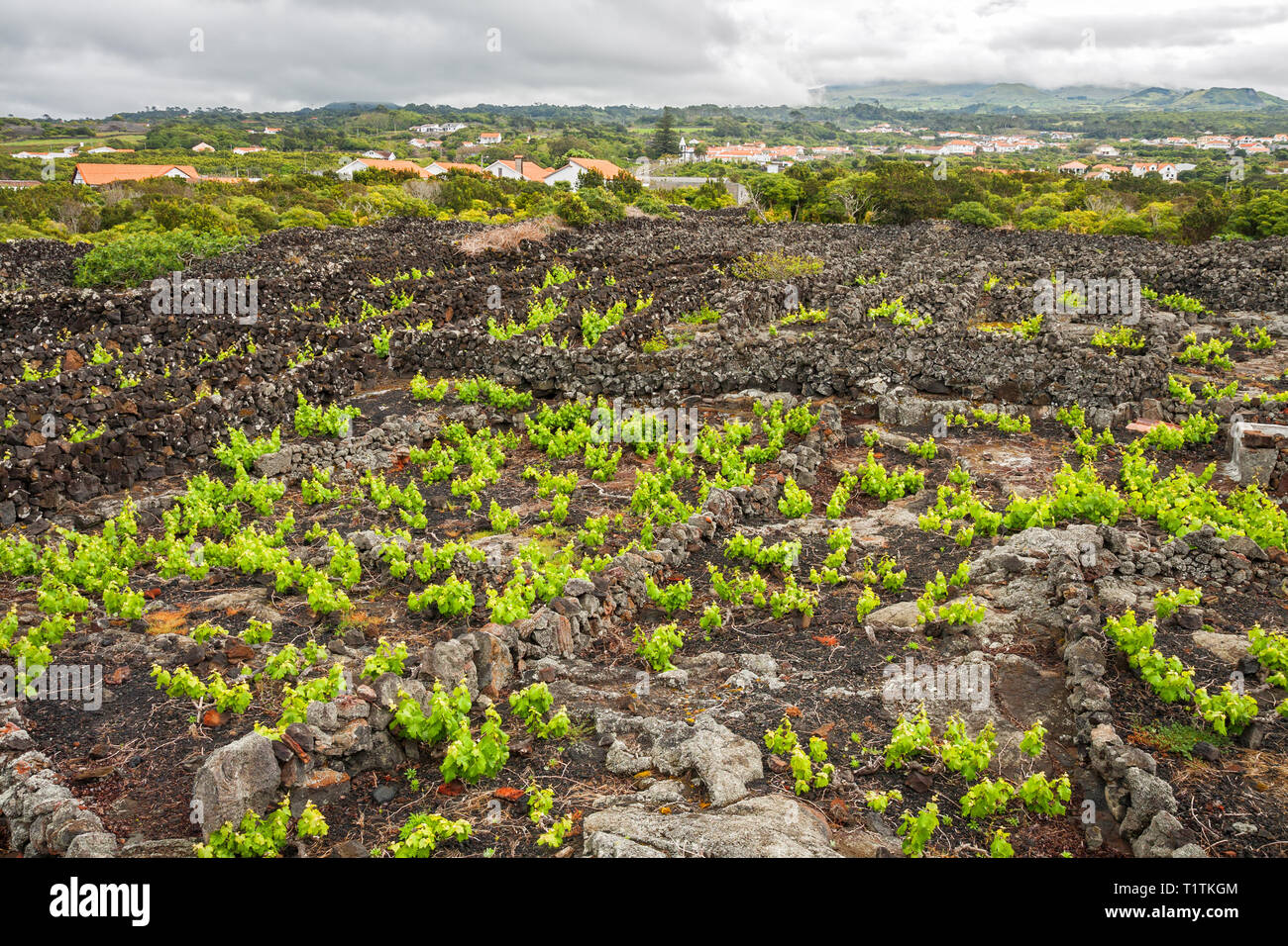 Pico azores vineyard hi-res stock photography and images - Alamy