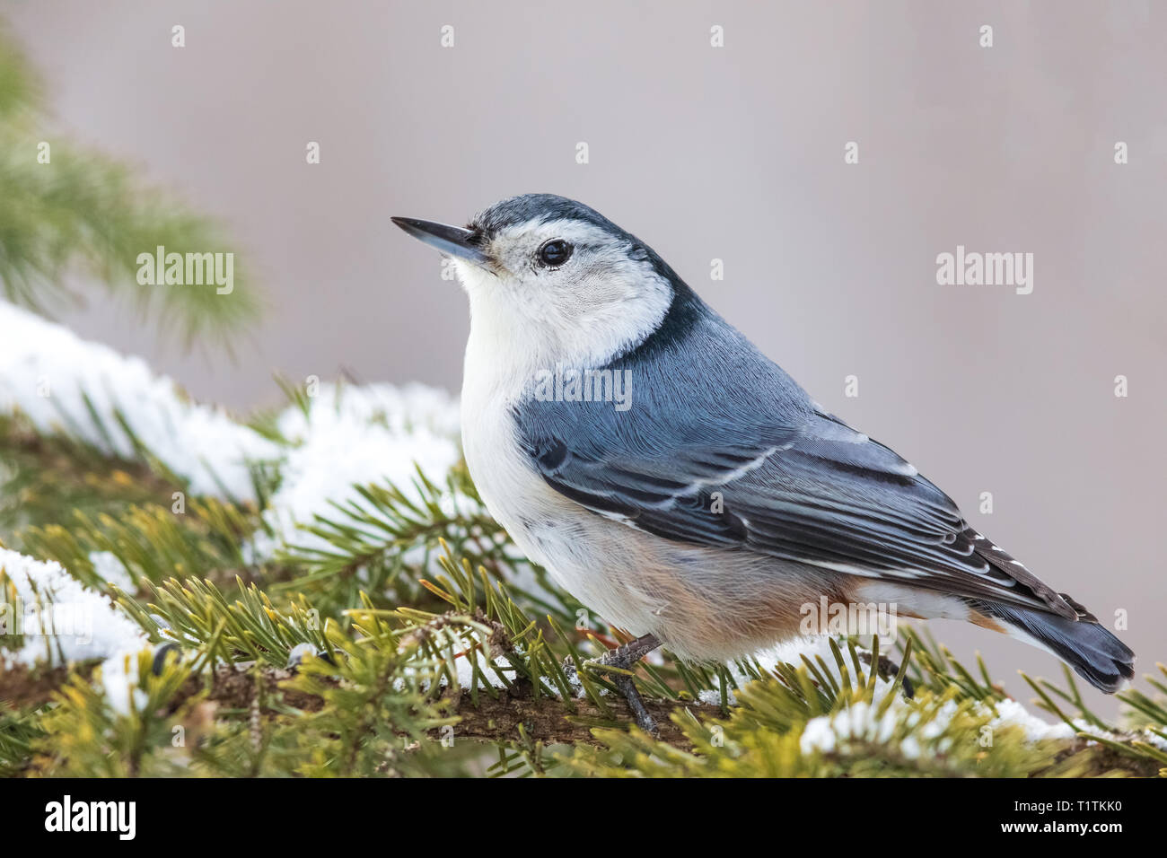 White spruce forest hi-res stock photography and images - Alamy