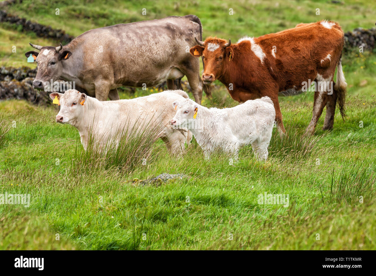 Two cattle on pasture hi-res stock photography and images - Alamy