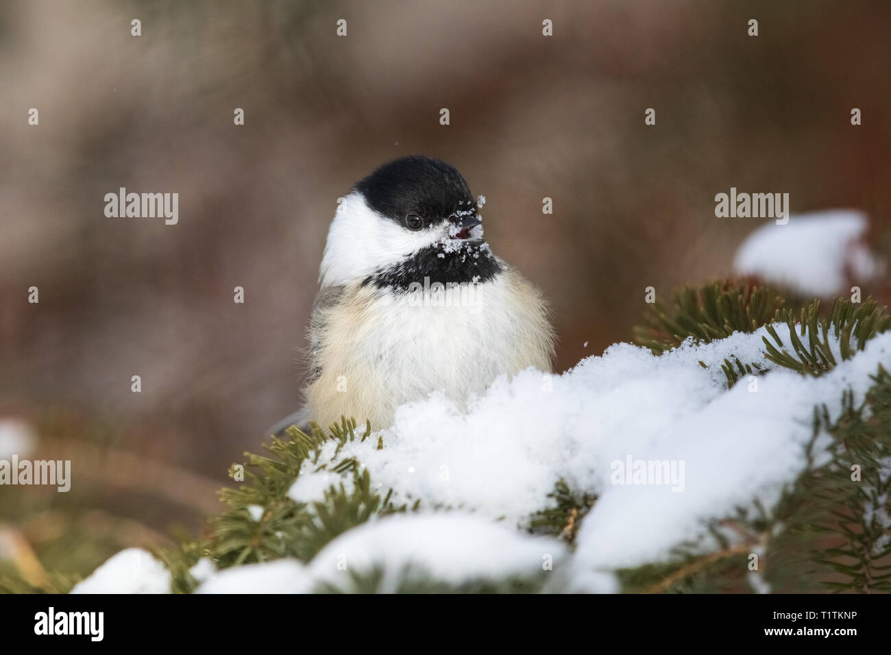 Funny chickadee hi-res stock photography and images - Alamy