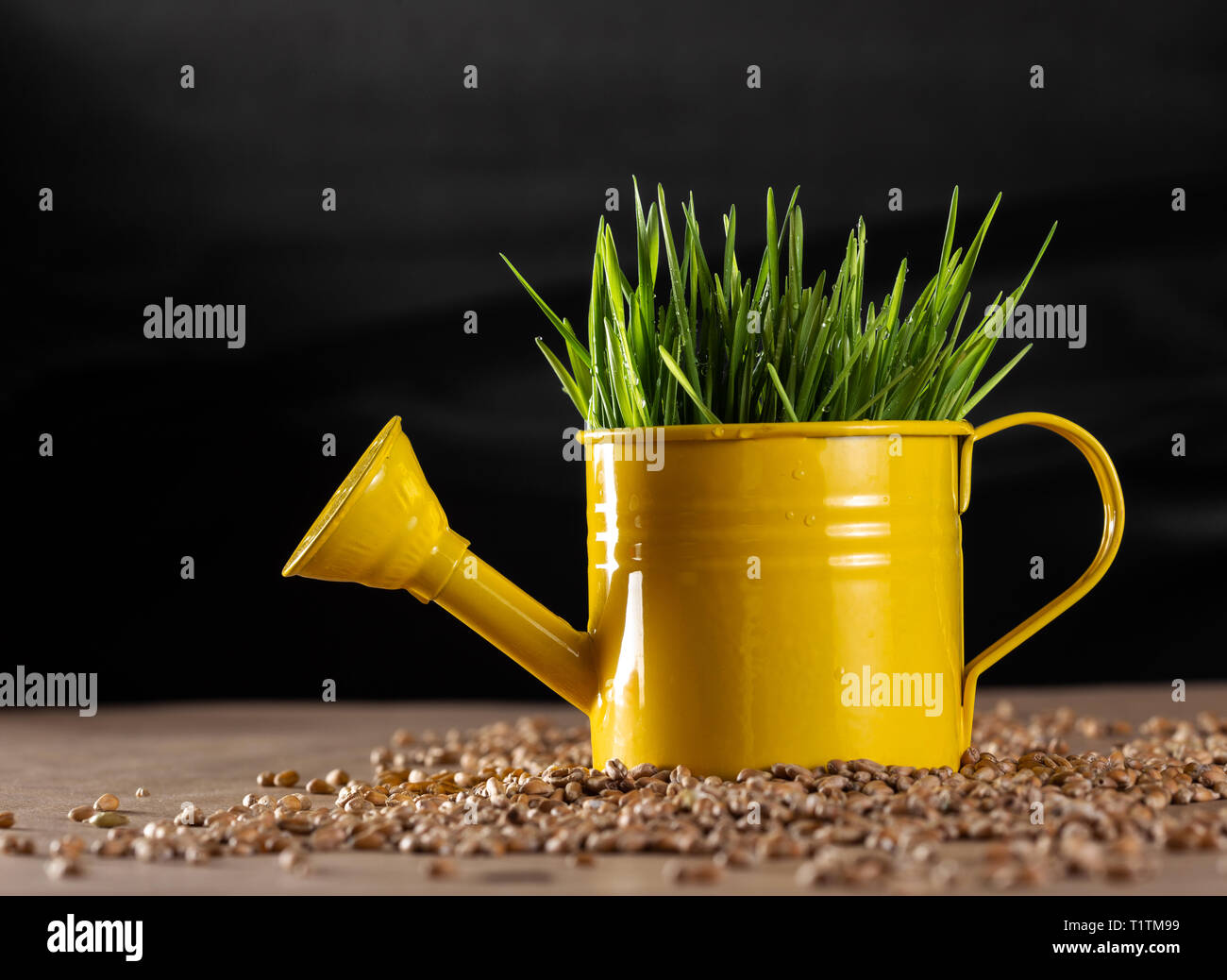 Fresh wheat grass in watering can and wheat grass seeds Stock Photo - Alamy