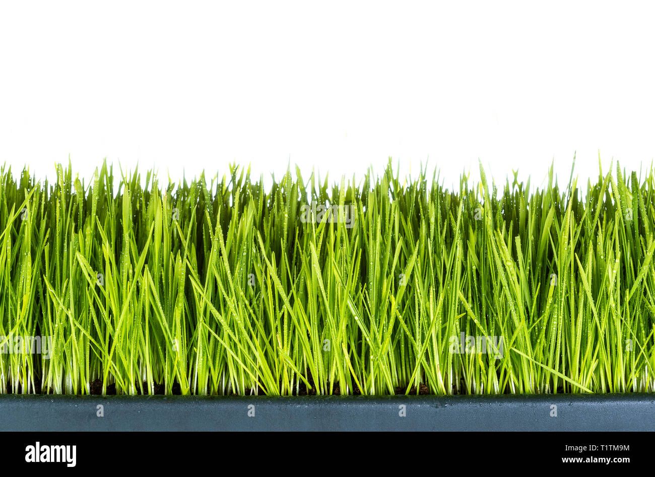 Fresh wheat grass over white background Stock Photo - Alamy