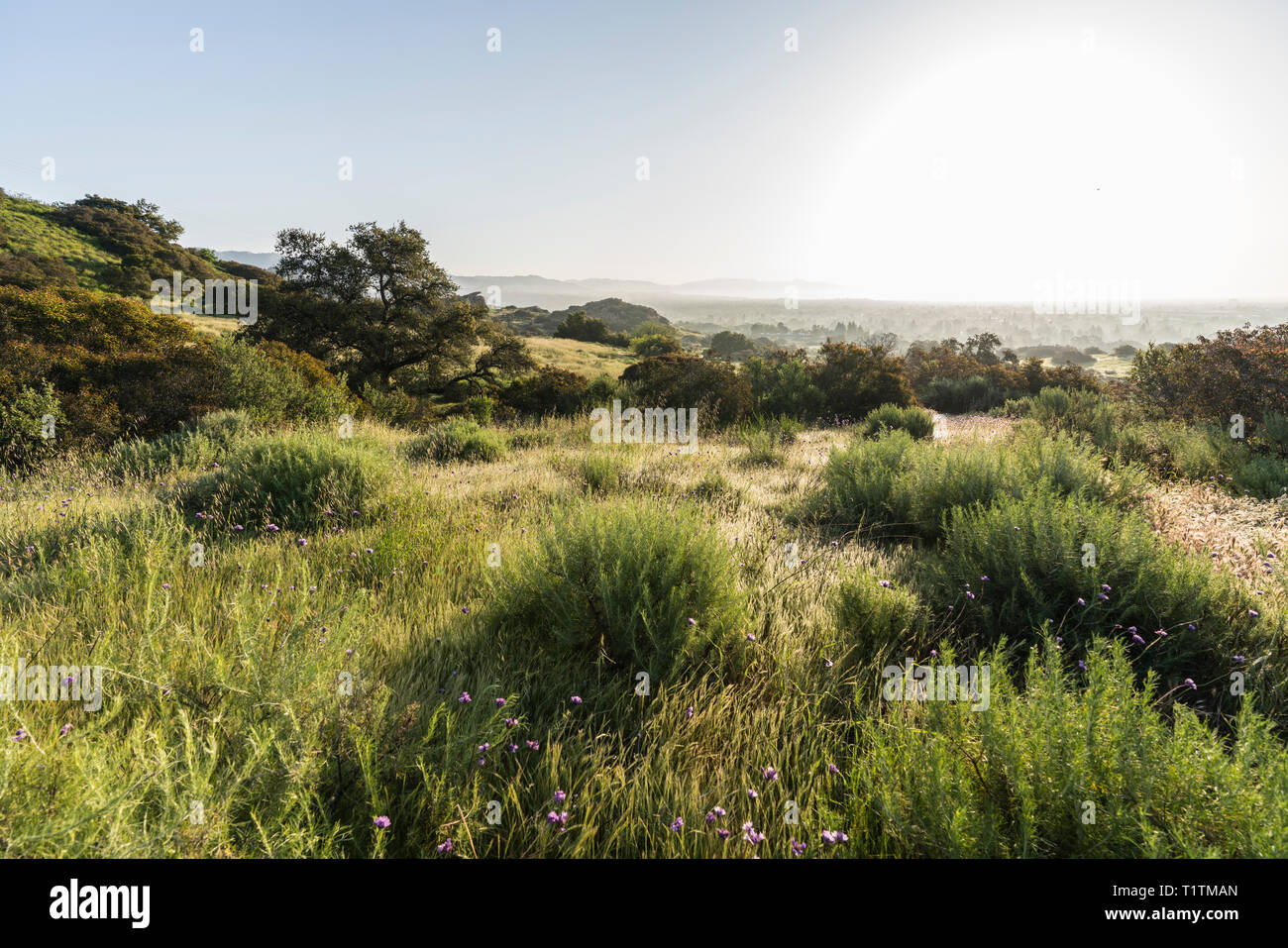 San Fernando Valley spring mountain meadow sunrise at Santa Susana Pass ...