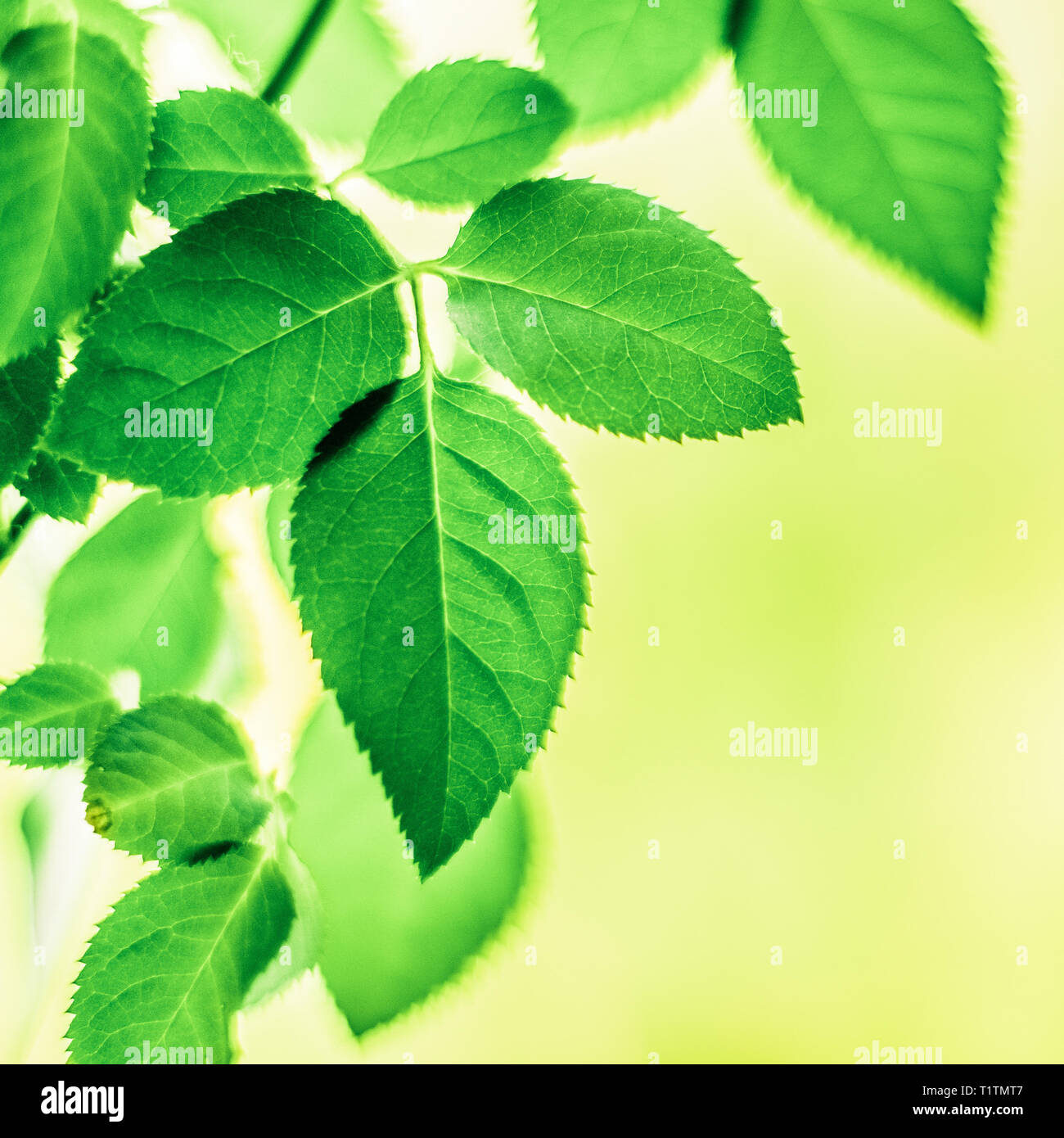 Fresh green leaves in spring - saving nature, healthy environment and ...