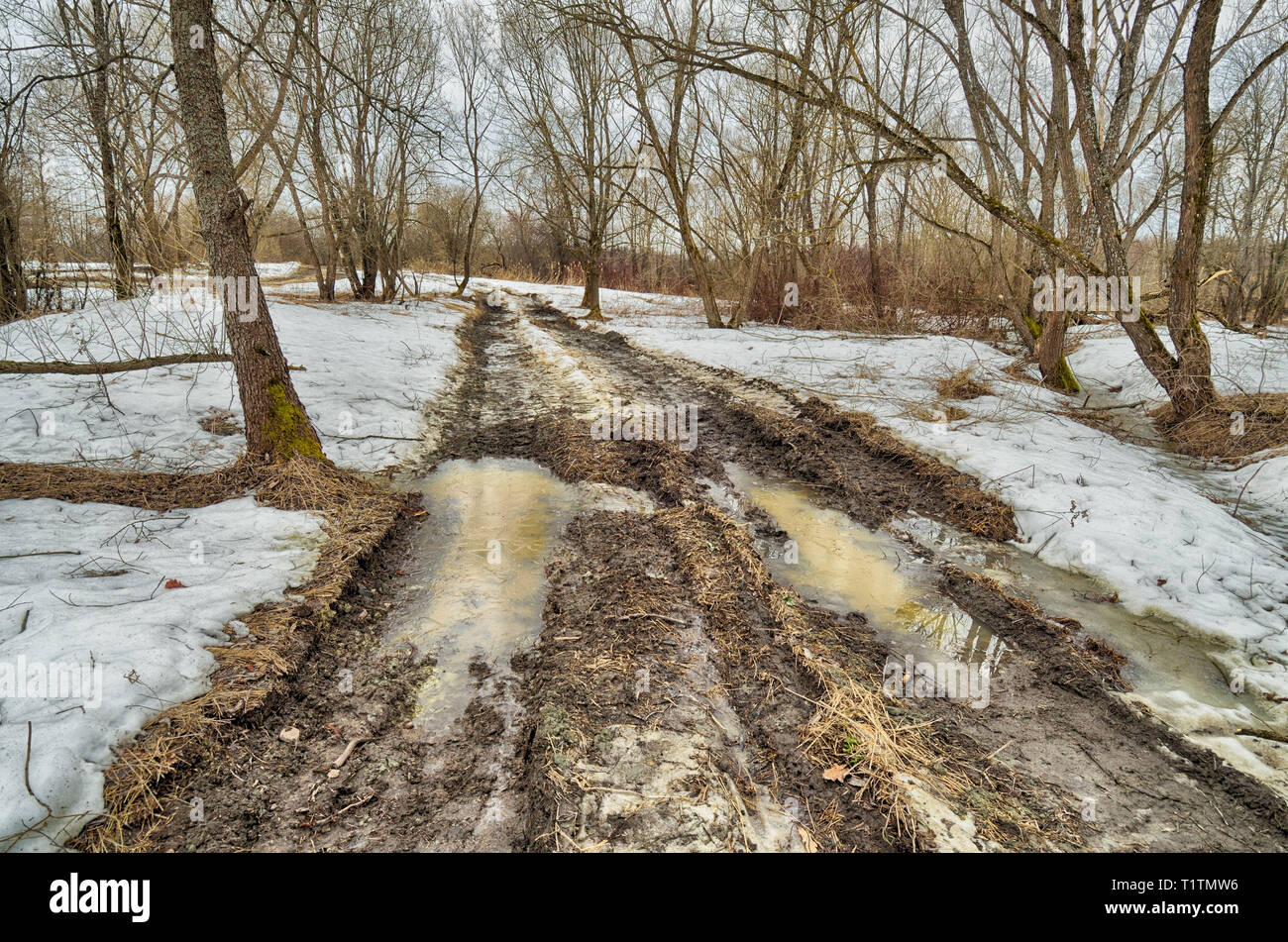 Spring in the forest.Broken road in the woods.The road goes transport ...