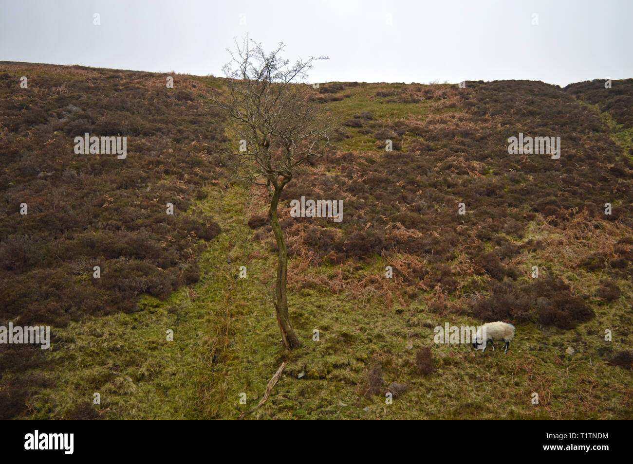 Lone tree and sheep on the William Clough path up Kinder Scout ...