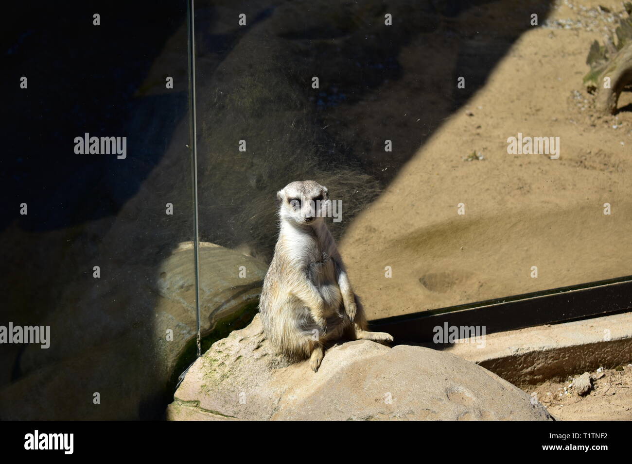 Meerkat Sitting Down Stock Photo - Alamy