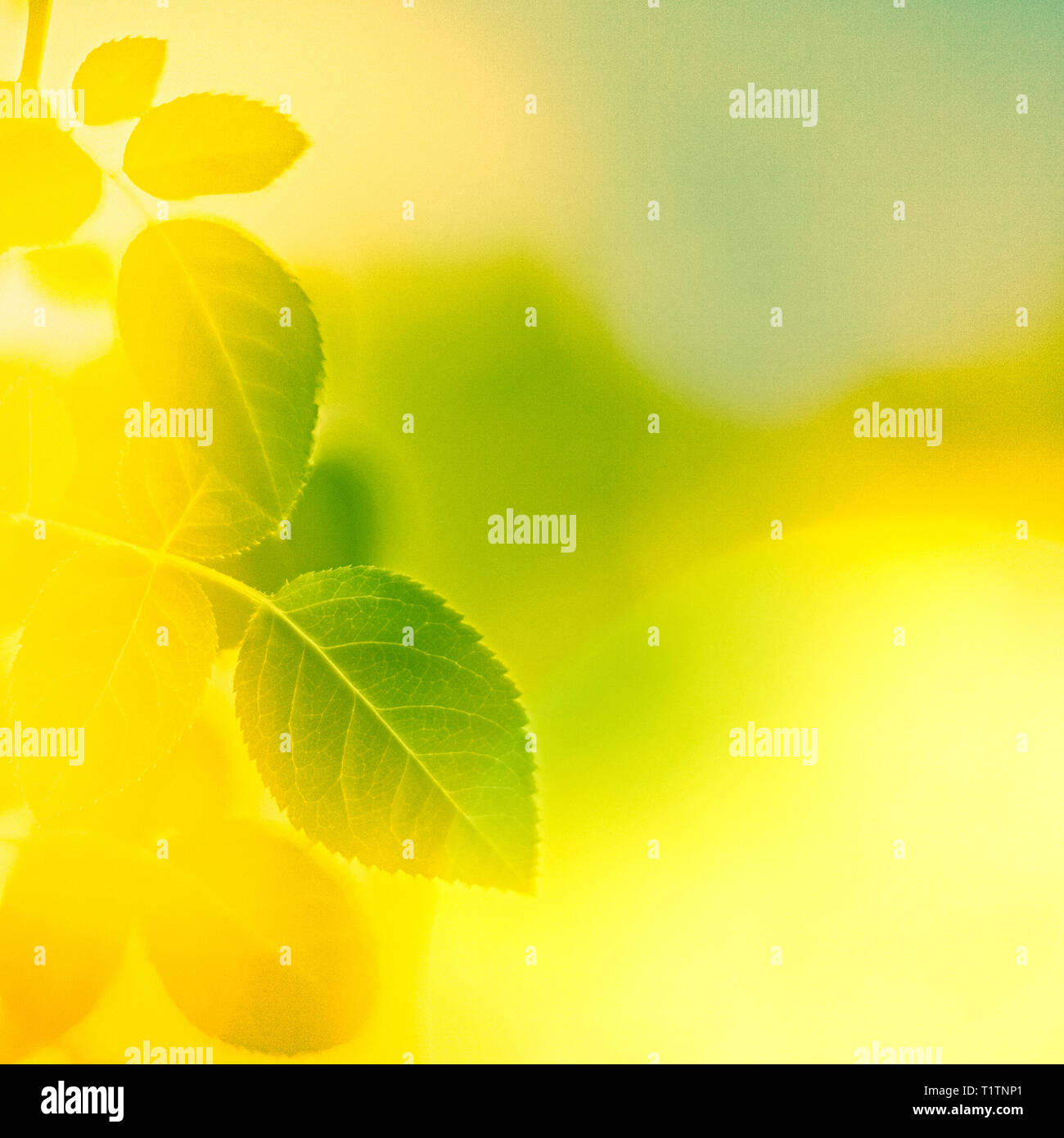 Fresh leaves and sunlight in spring - saving nature, healthy ...