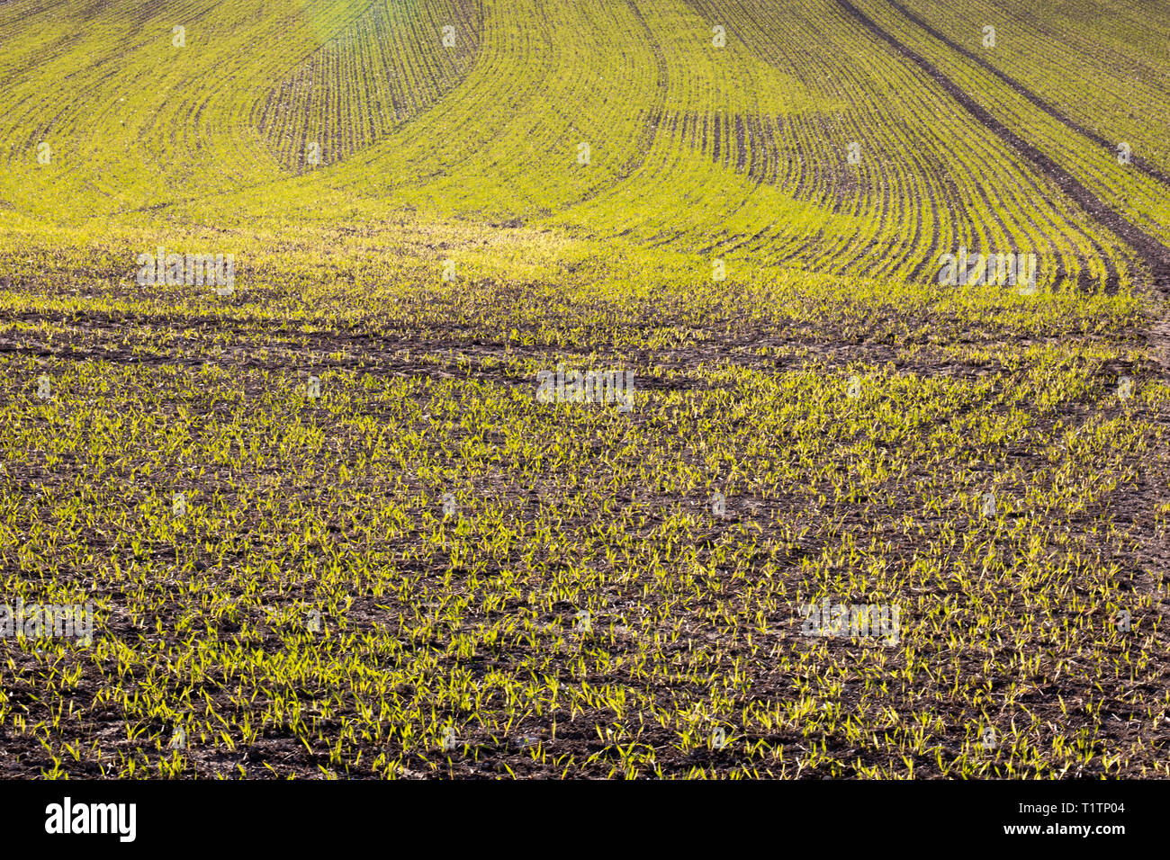 Recently sowed food crop showing plough line patterns on field in rural ...