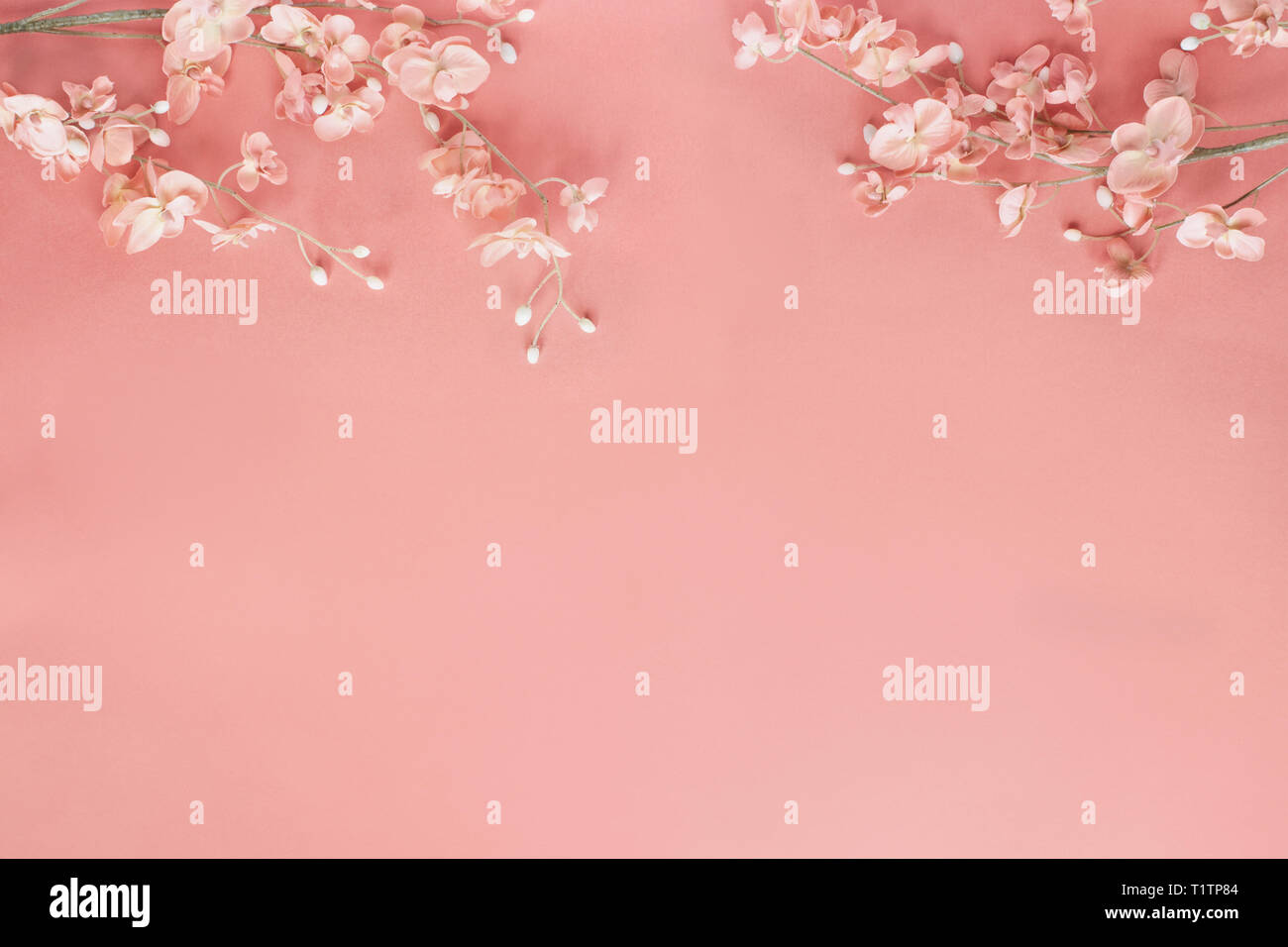 Beautiful and peaceful spring flower blossoms against a coral colored ...