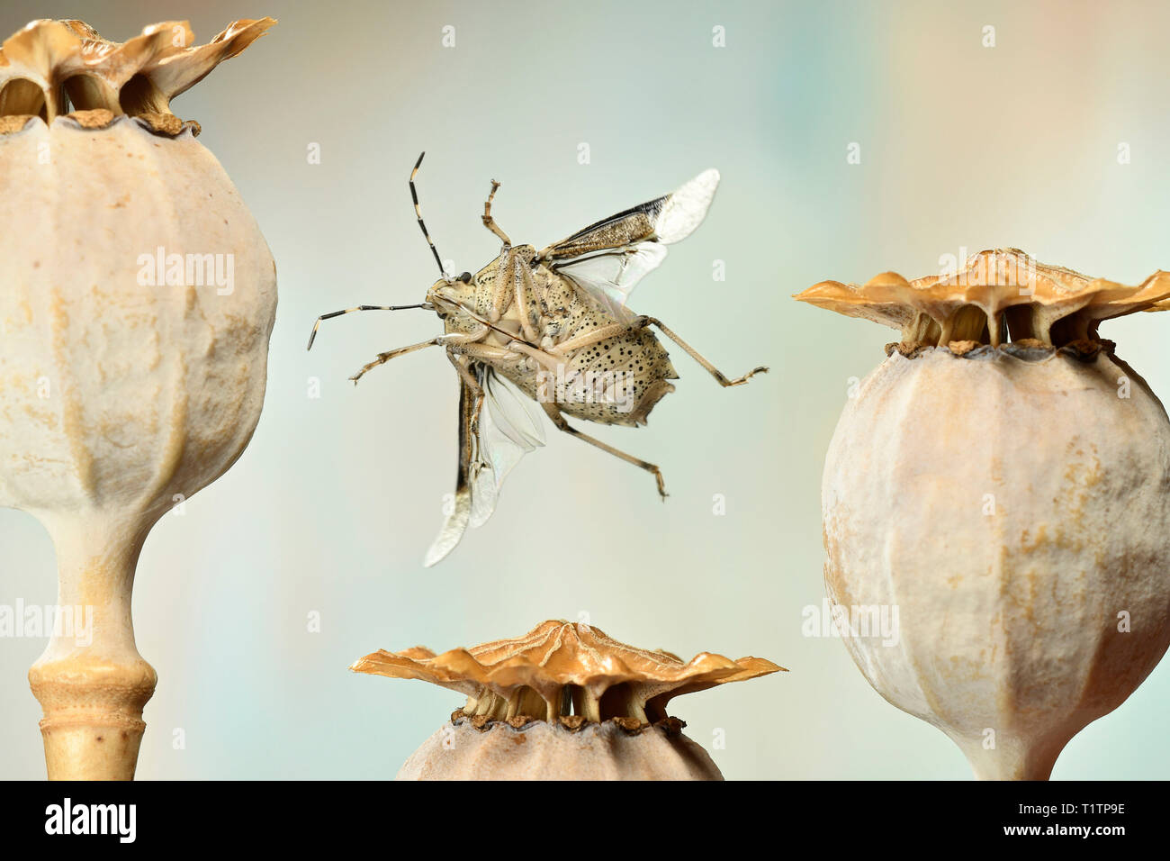 Graue Gartenwanze (Rhaphigaster nebulosa), im Flug, Deutschland, Europa ...