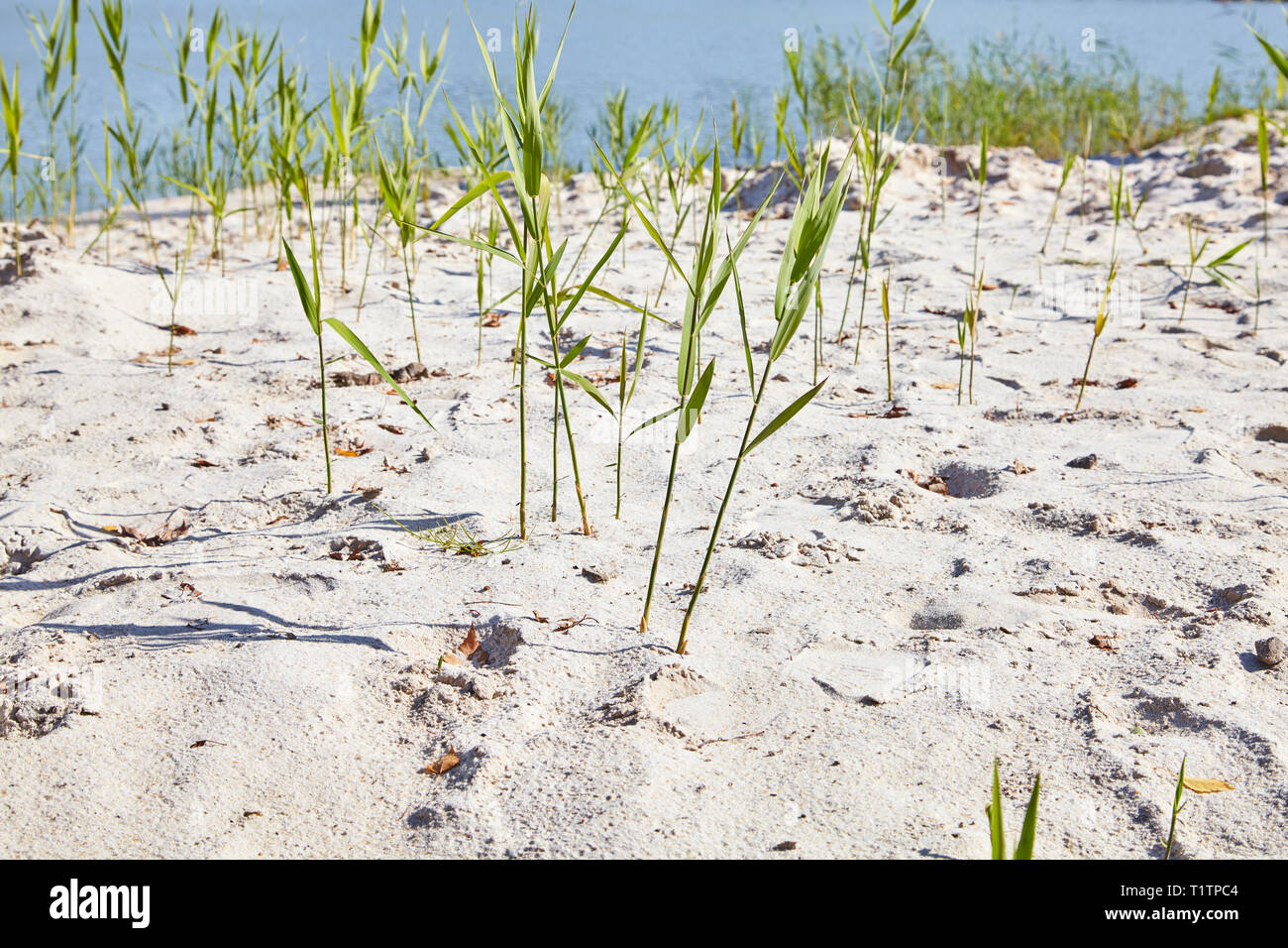 Young pure grass with leaves groving from the pure lake sand. Sand ...