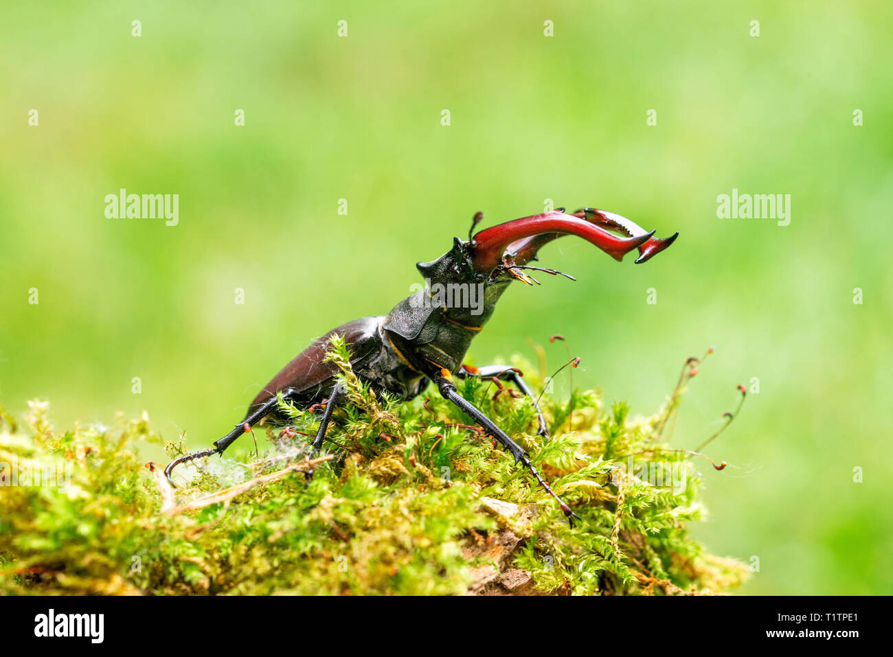 Stag beetles hi-res stock photography and images - Alamy