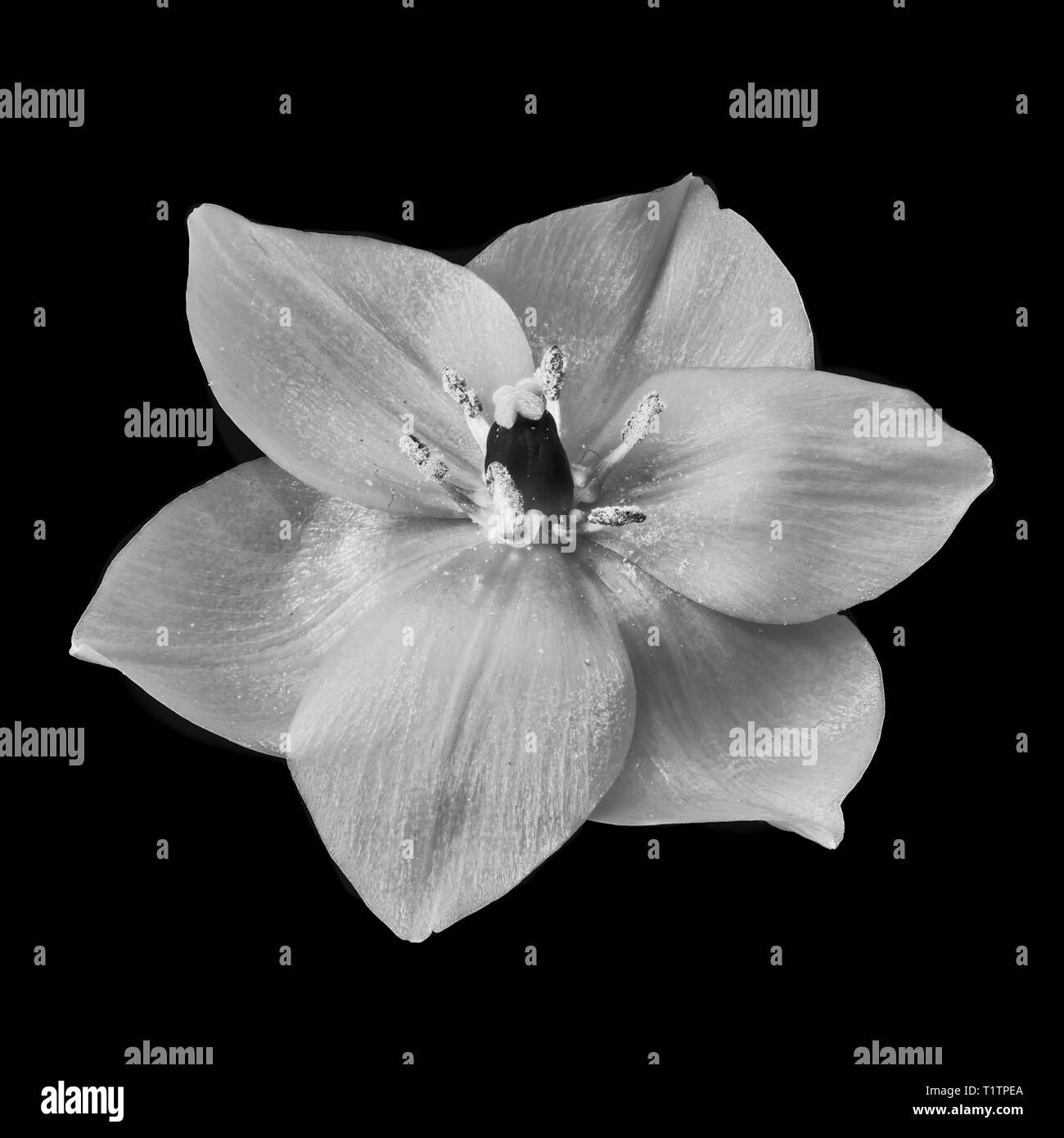 Close up single star Black and White Stock Photos & Images - Alamy