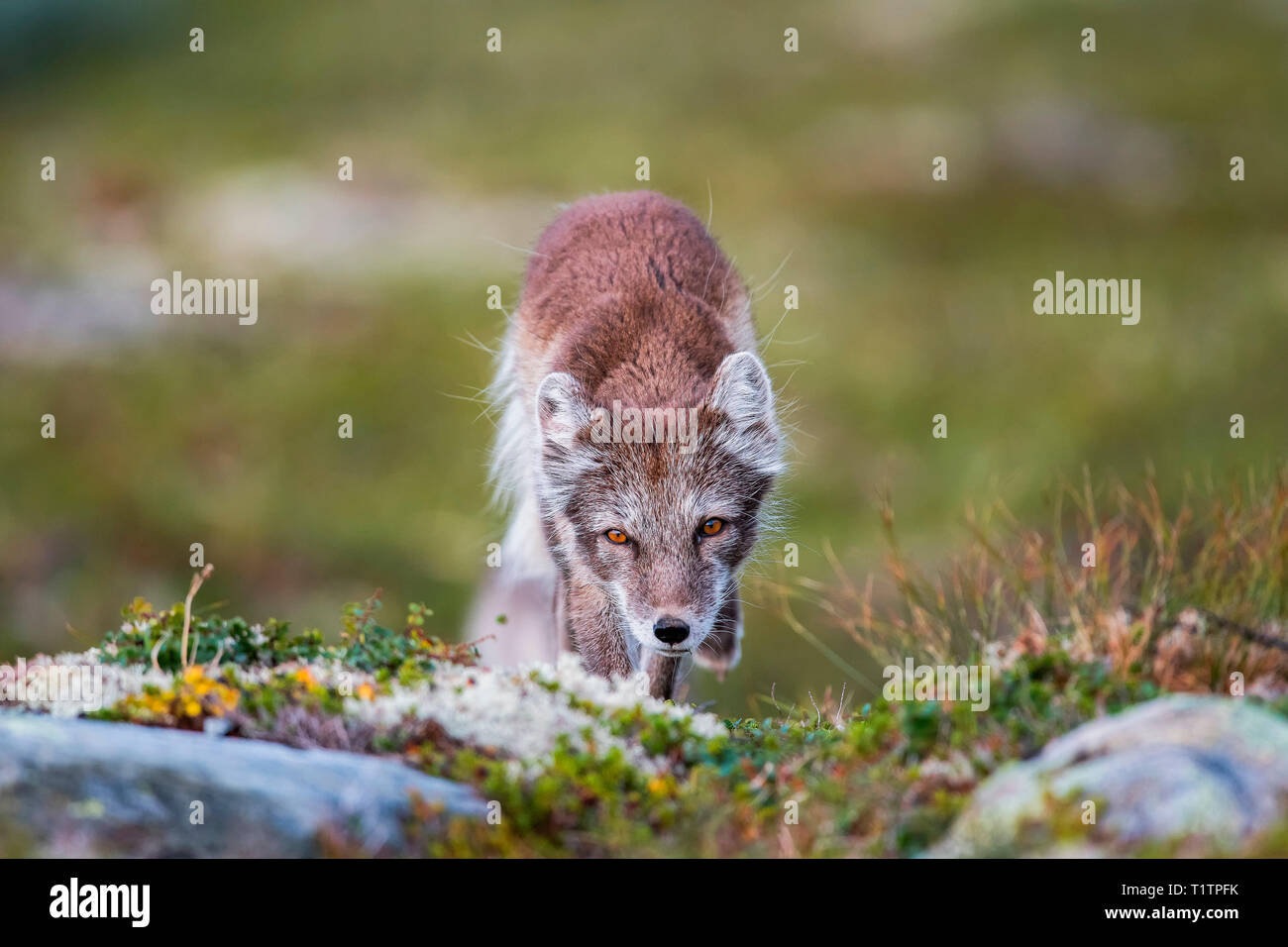 Arctic Fox, female, Finnmark, Norway, (Vulpes lagopus Stock Photo - Alamy
