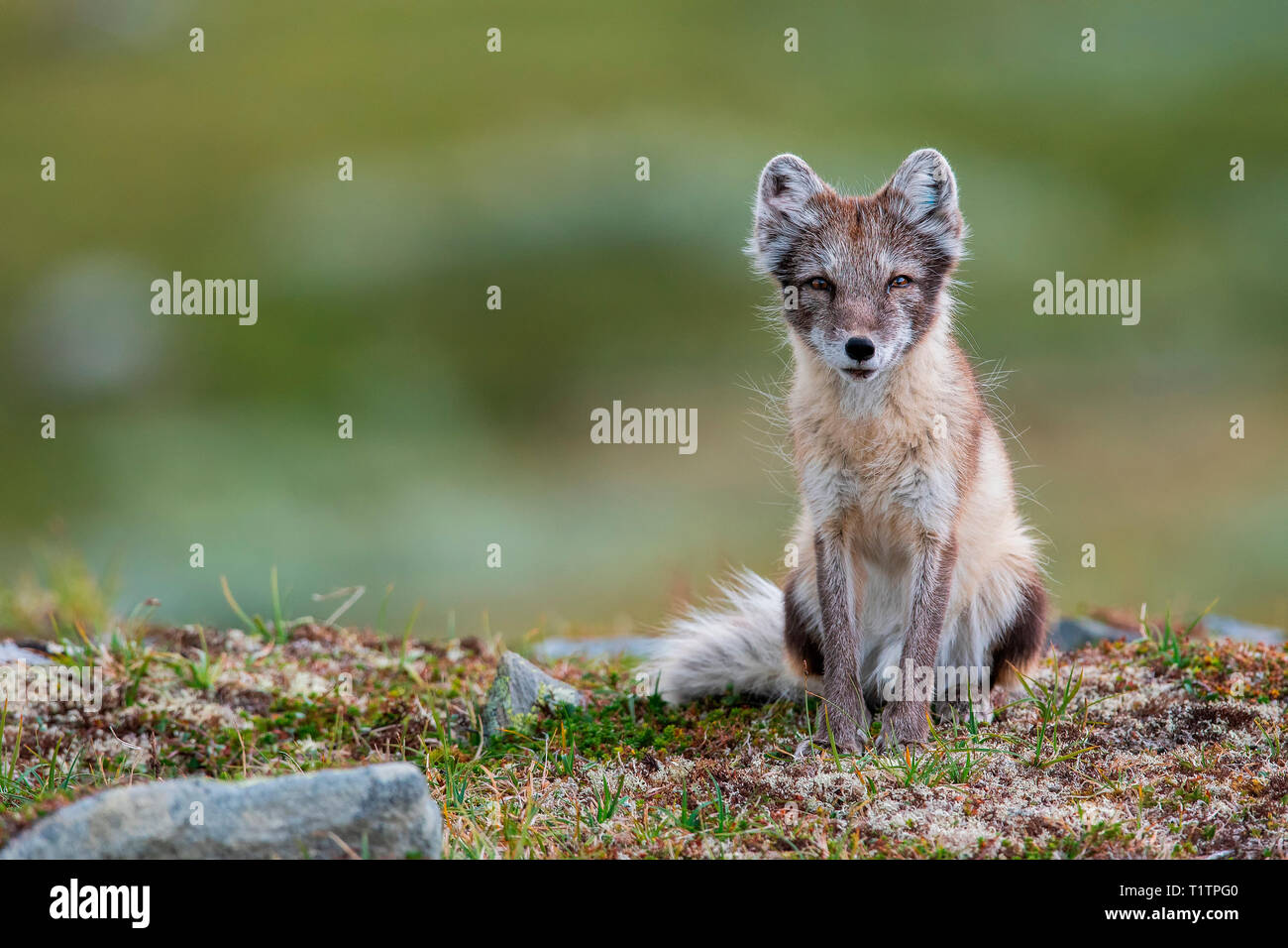Arctic Fox, female, Finnmark, Norway, (Vulpes lagopus Stock Photo - Alamy