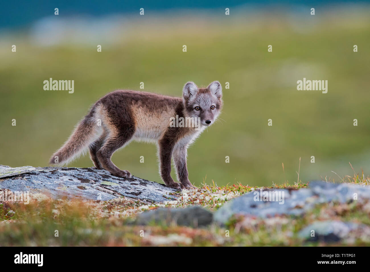 Arctic Fox, cub, Finnmark, Norway, (Vulpes lagopus Stock Photo - Alamy