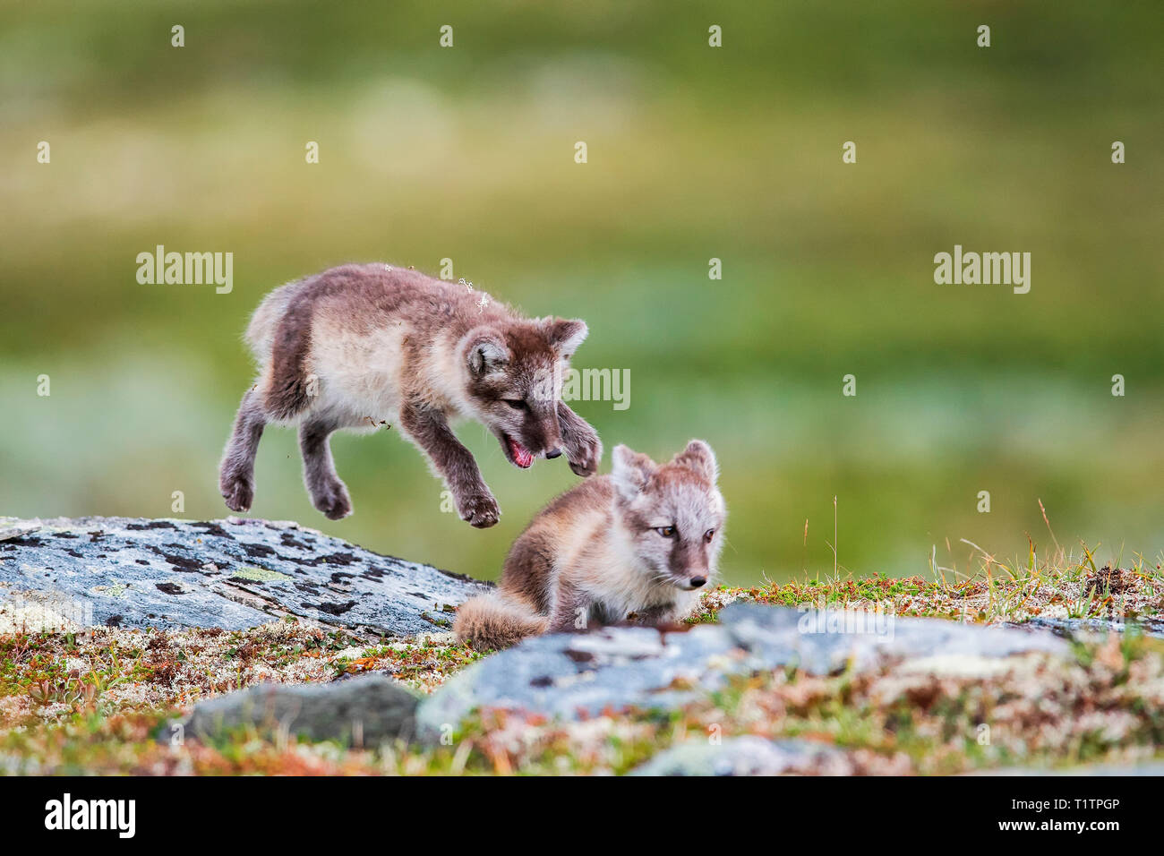 Leaping fox hi-res stock photography and images - Alamy