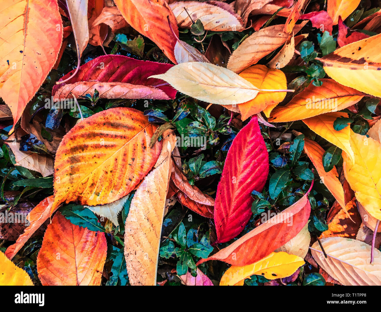 Fall season, weather and environment concept - Autumn leaves and trees ...