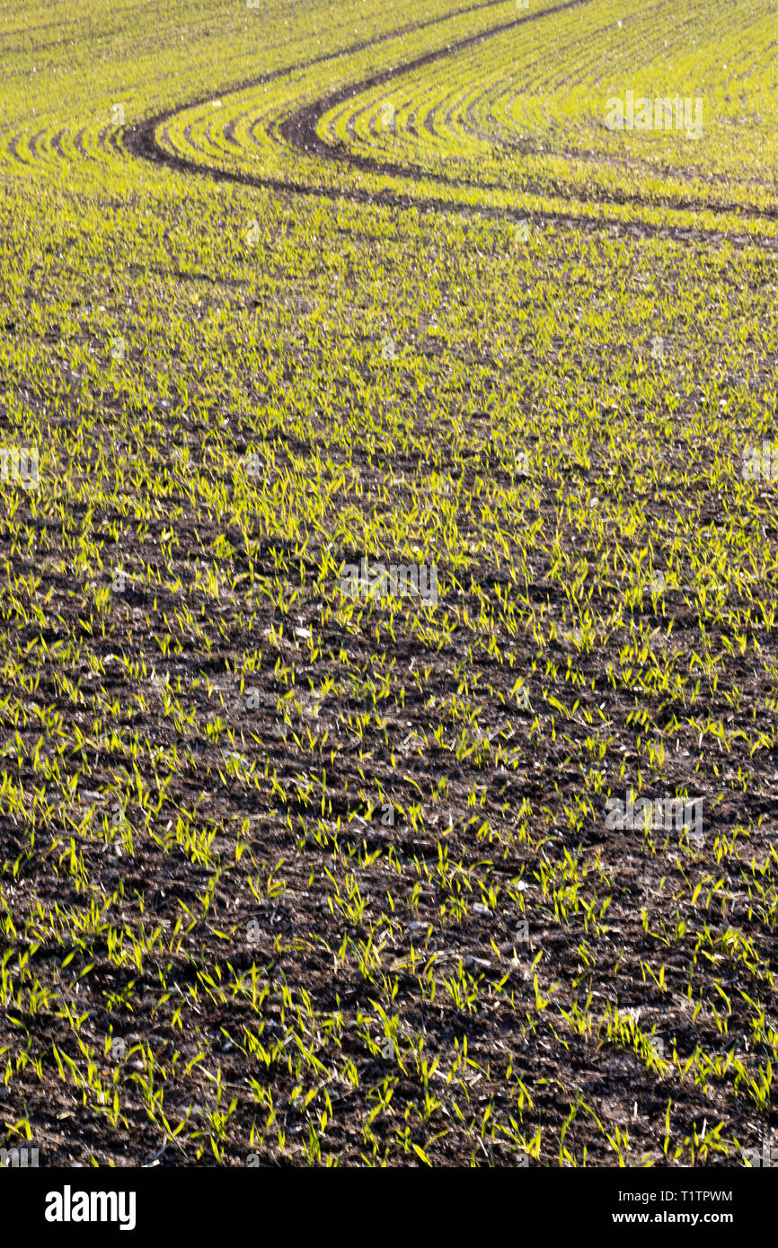 Recently sowed food crop showing plough line patterns on field in rural ...