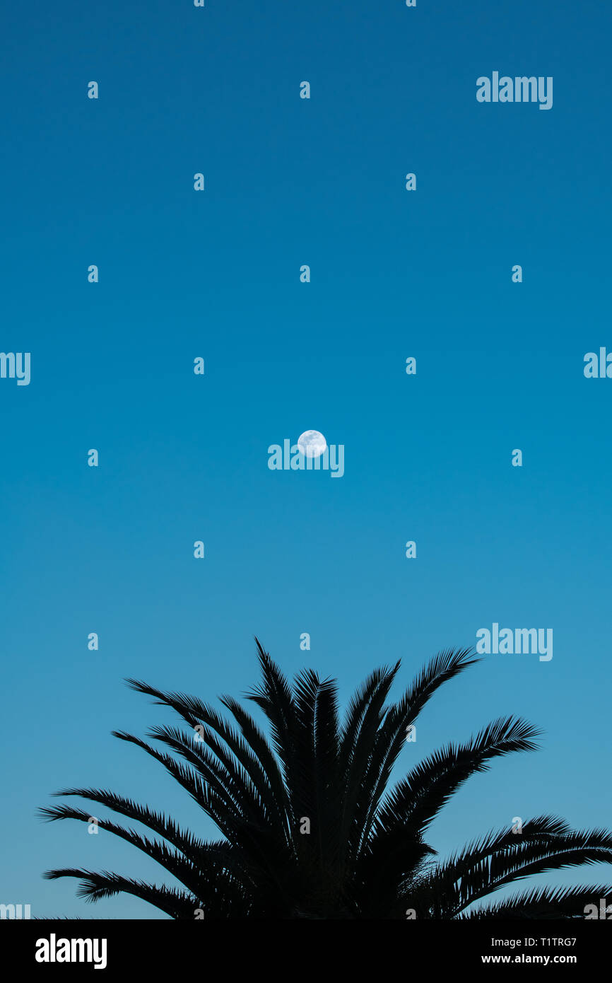 Palm tree moonlight hi-res stock photography and images - Alamy