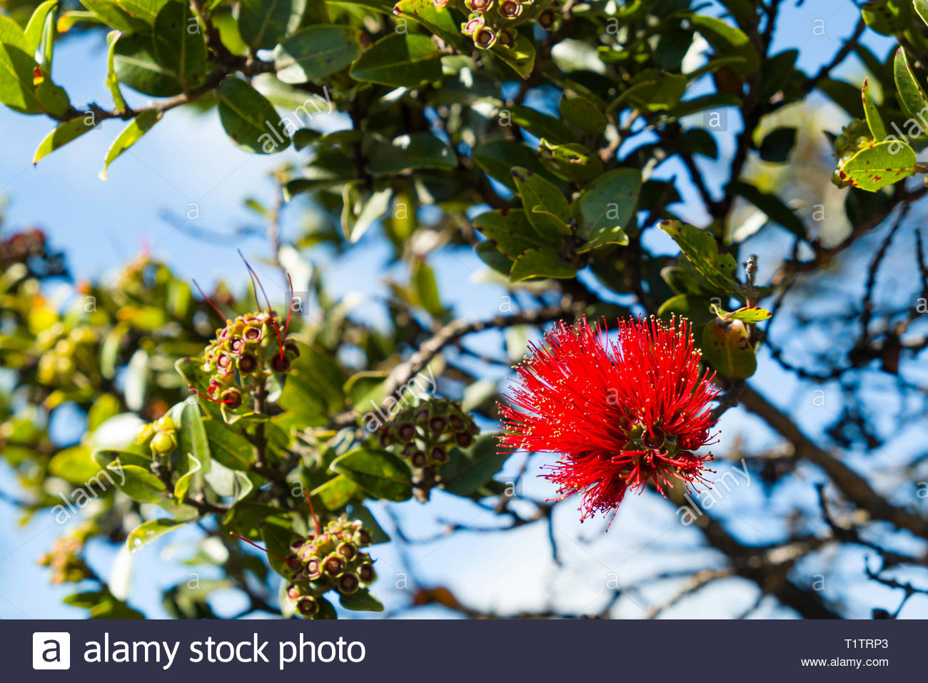 Ohia Lehua Blossom High Resolution Stock Photography and Images - Alamy