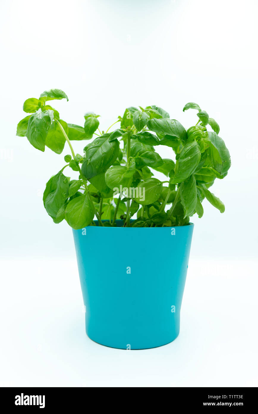 Basil sweet pot hi-res stock photography and images - Alamy