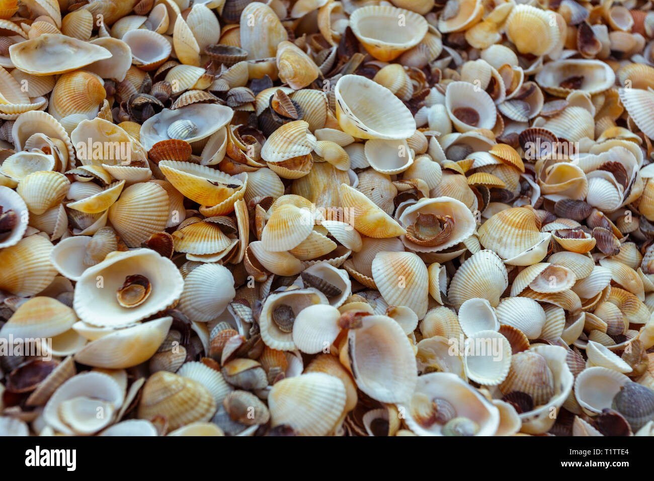 sea shells background Stock Photo - Alamy