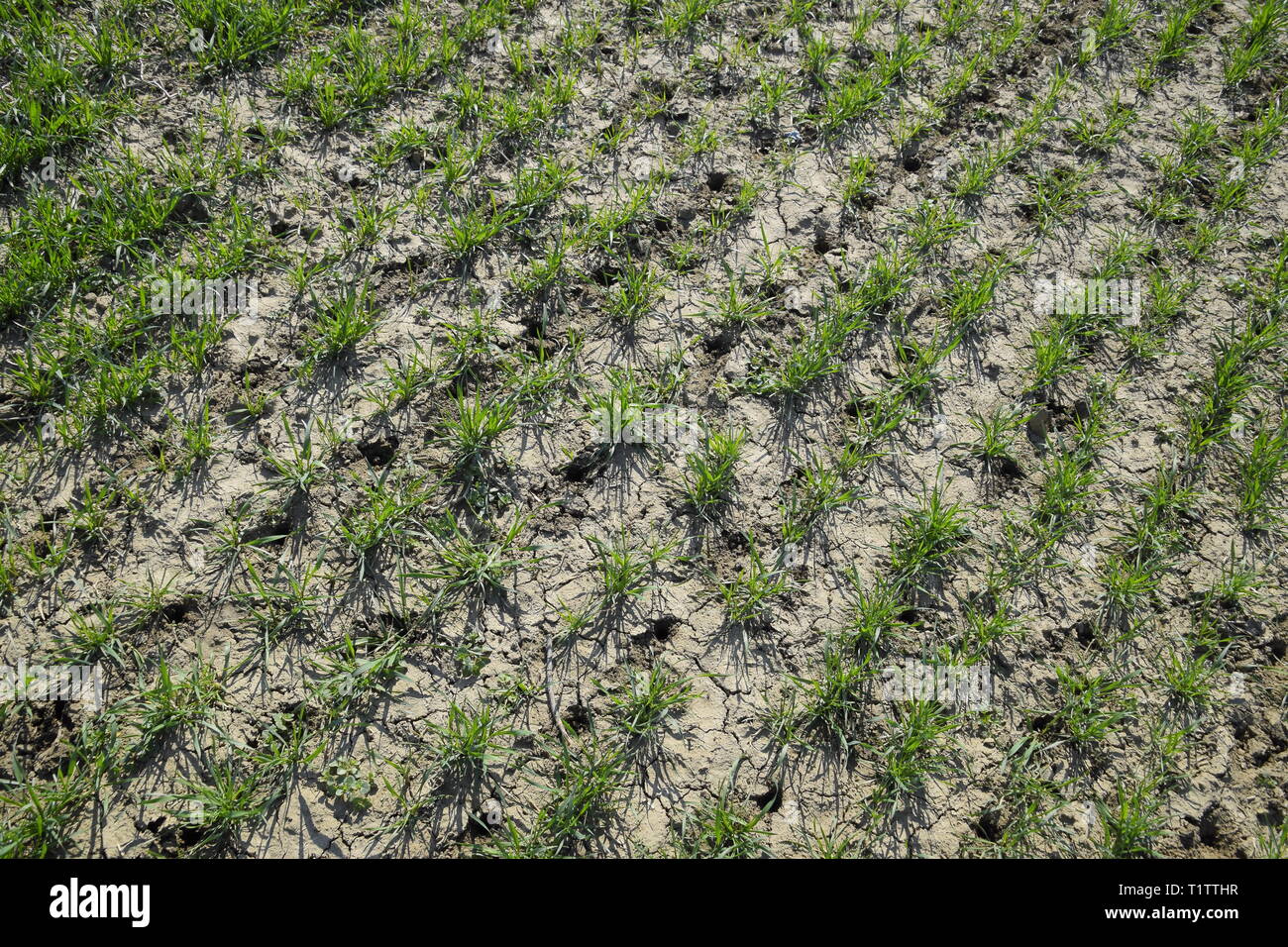 The field of winter wheat, making root dressing seedlings ...