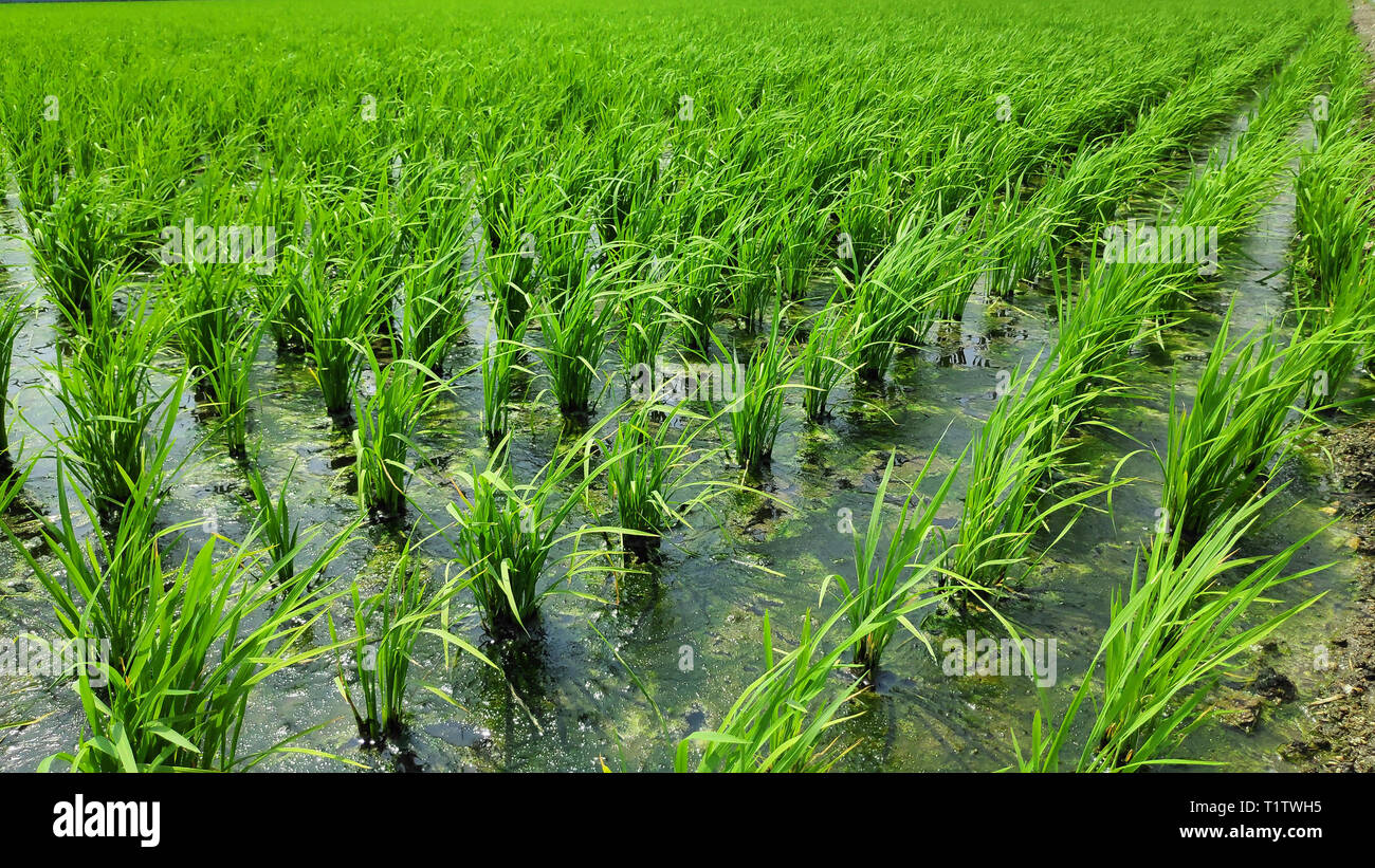 Young fresh green paddy field formed a beautiful pattern and design ...