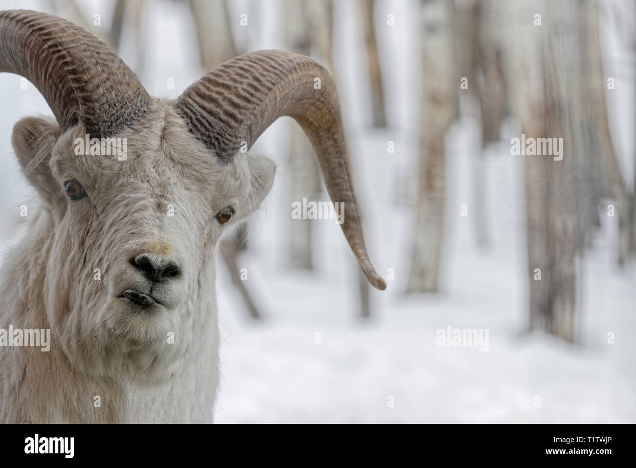 The look of a thinhorn sheep, Yukon forests Stock Photo - Alamy